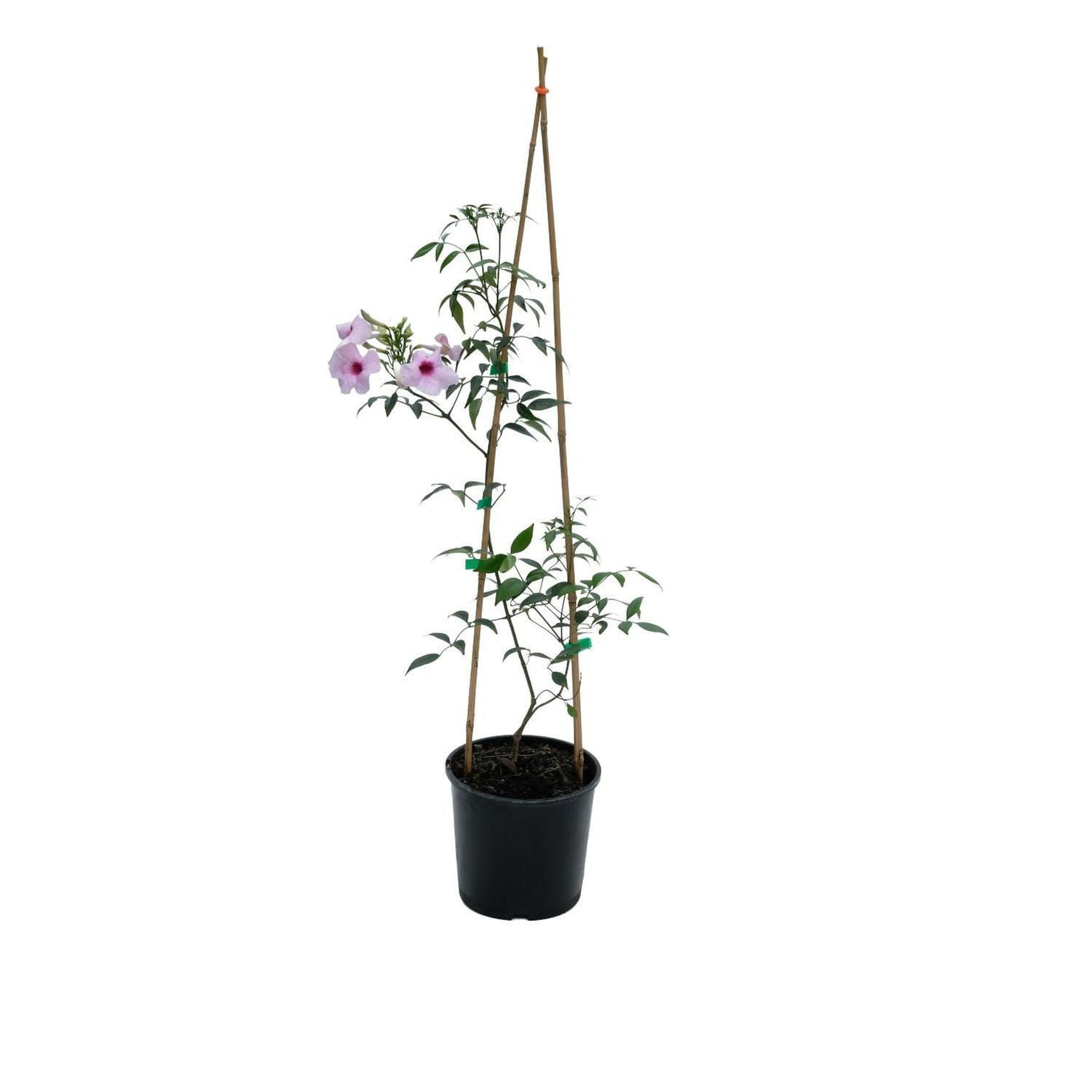 Pandorea rosea superba 2.5 Litre | Mitre10