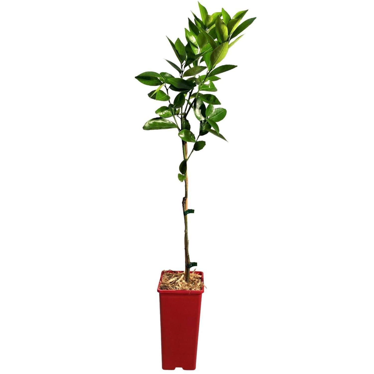 Kwan Citrus | Dwarf Mandarin Encore 2 Litre 2L | Mitre10