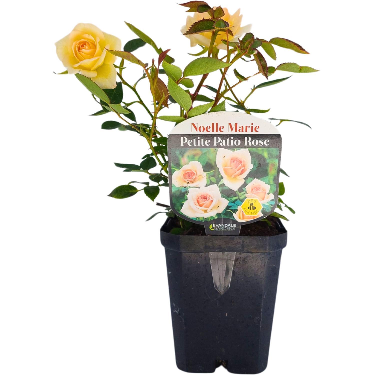 Patio Rose Noelle Marie 1 litre Pink-Cream | Mitre10