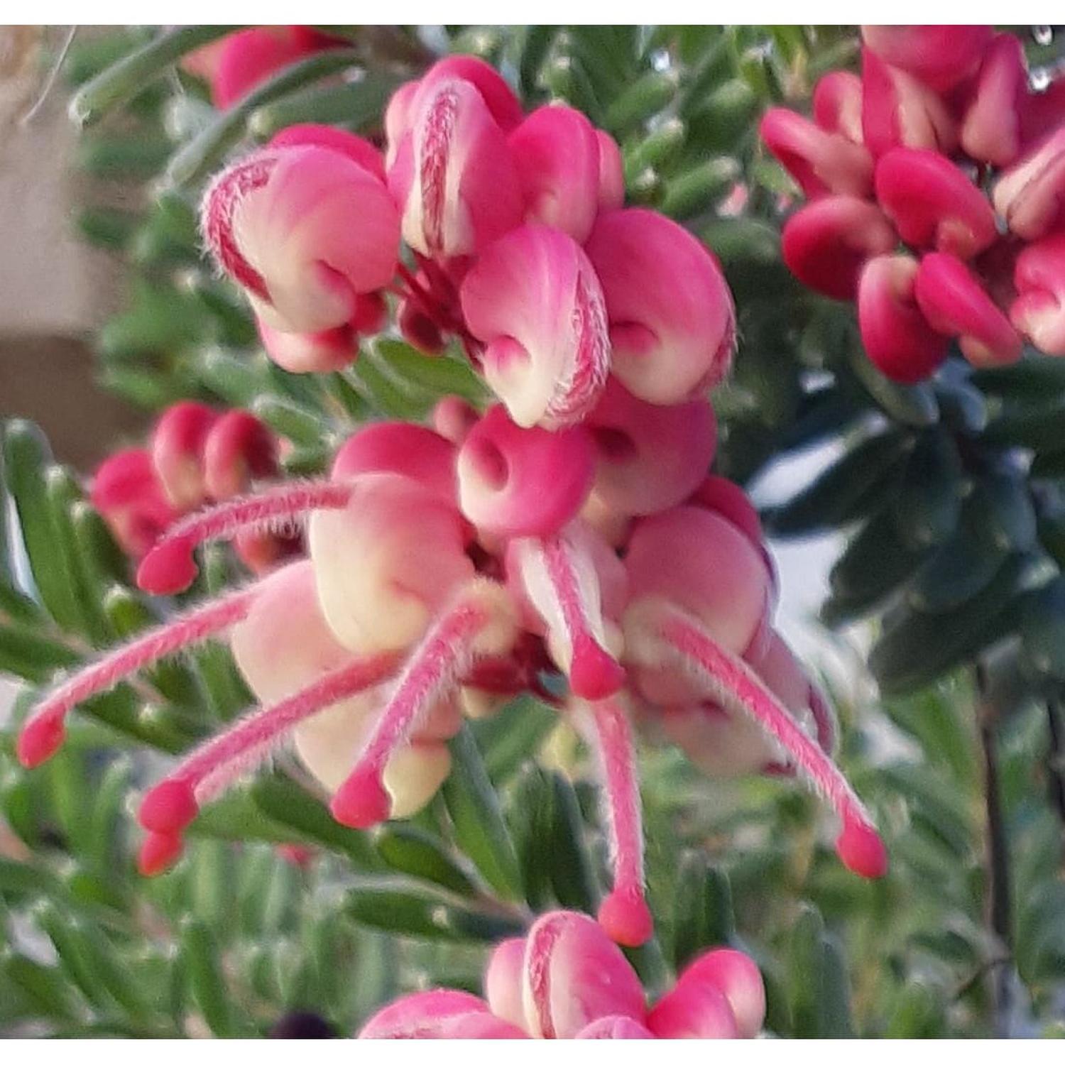 Grevillea Mt Tamboritha 2.5 litre | Mitre10