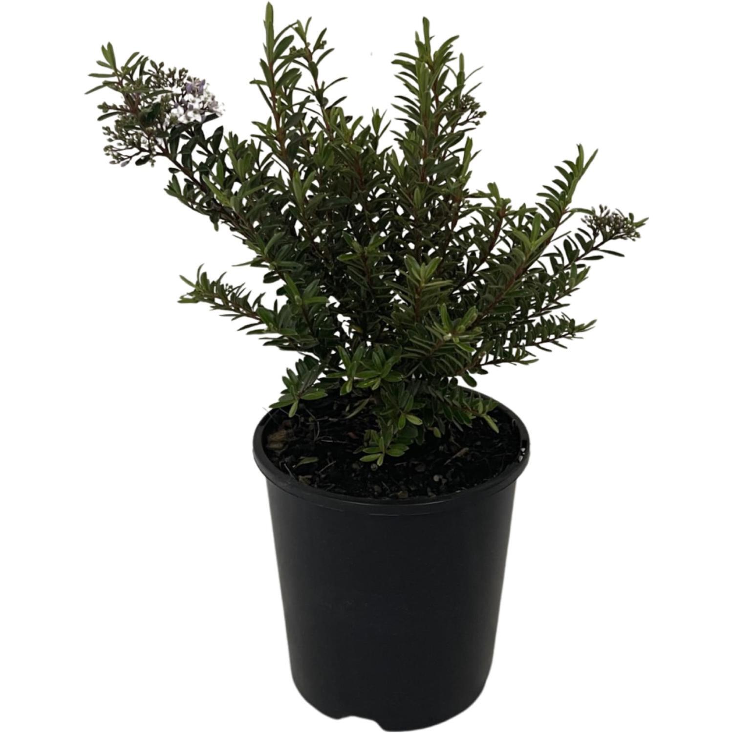 Hebe Diosmifolia | New Zealand Natives