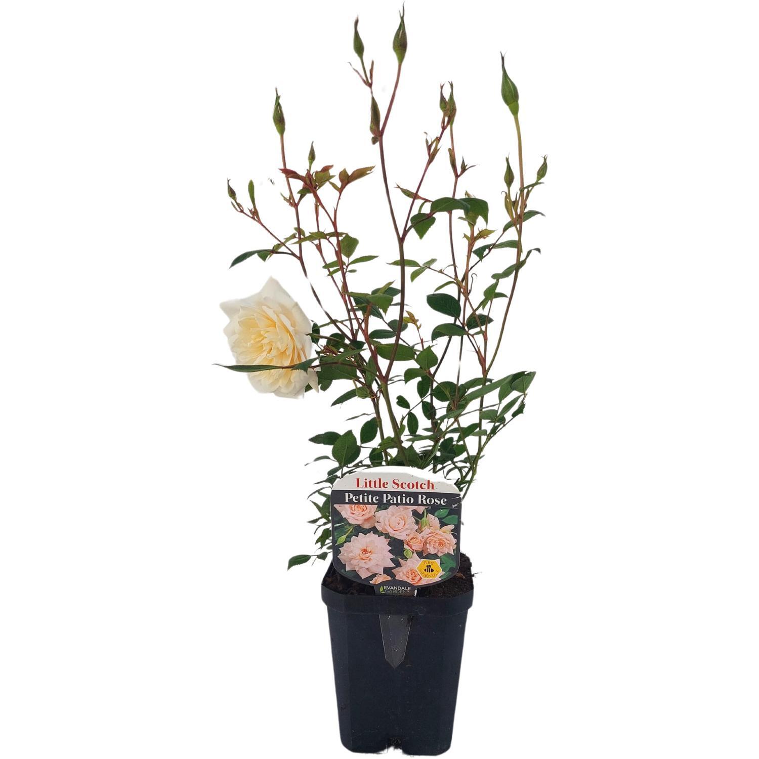 Patio Rose Little Scotch | Patio Roses