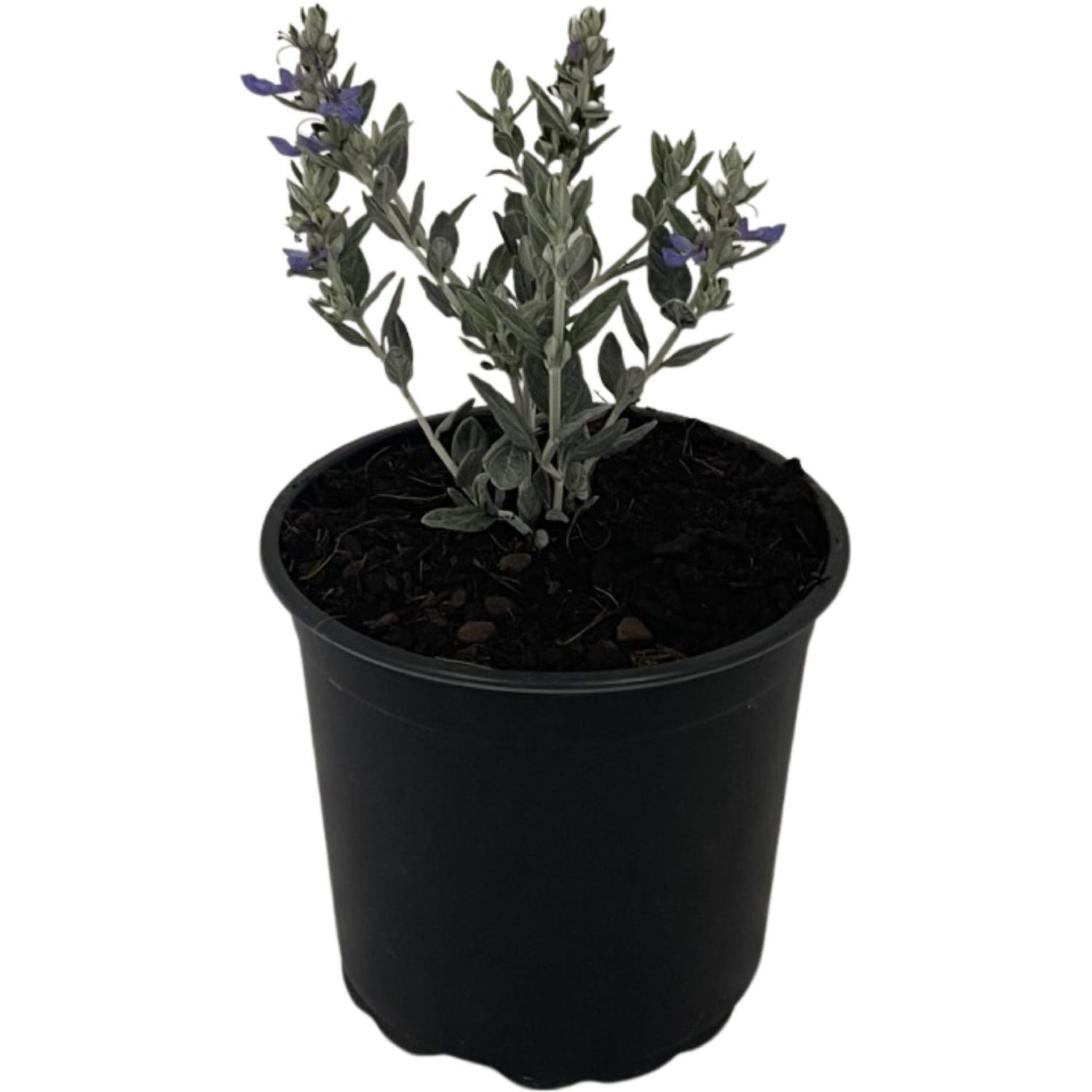 Teucrium Silver Box 1.5 litre Silver | Mitre10