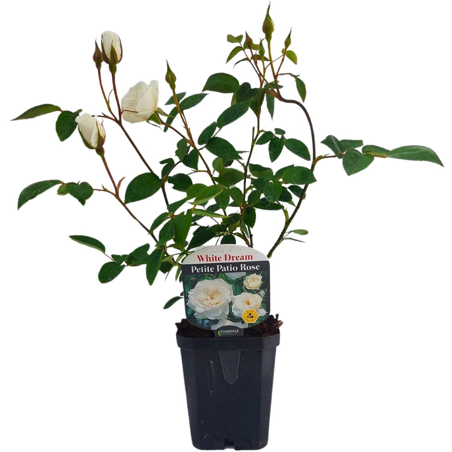 Patio Rose White Dream 1 litre White | Mitre10