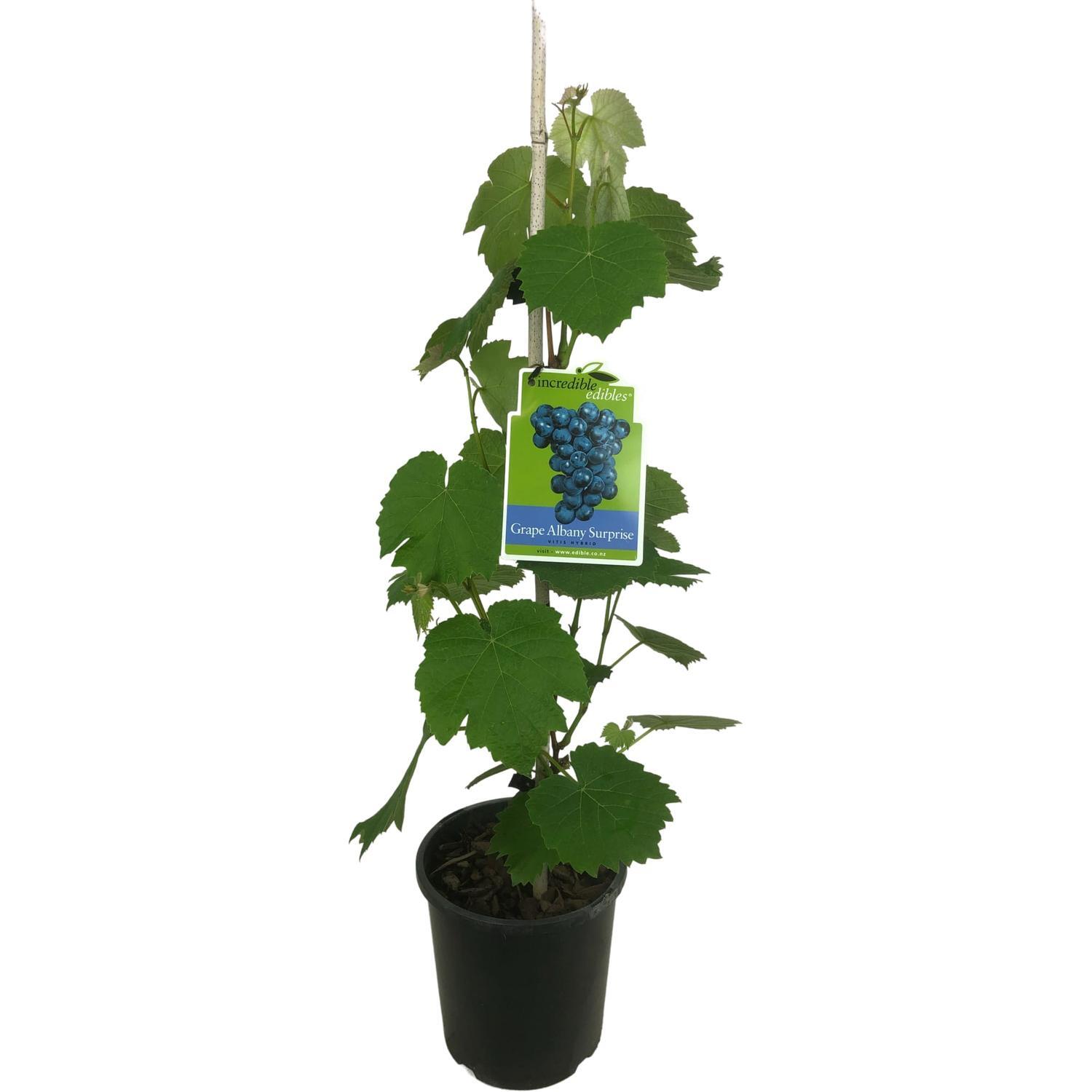 Incredible Edibles | Grape Albany Surprise 3 litre | Mitre10