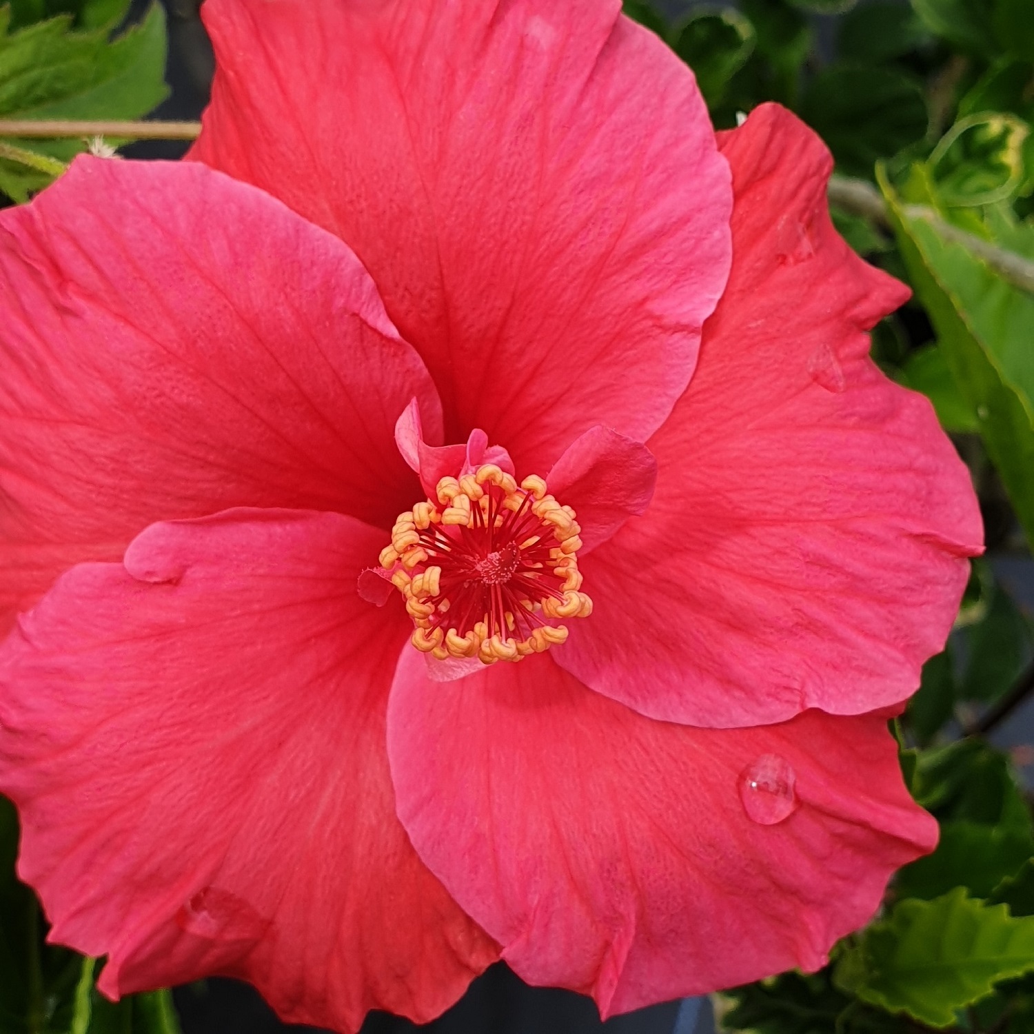 COLORWORX | Hibiscus Pride of Lockley 17cm Rose pink | Mitre10