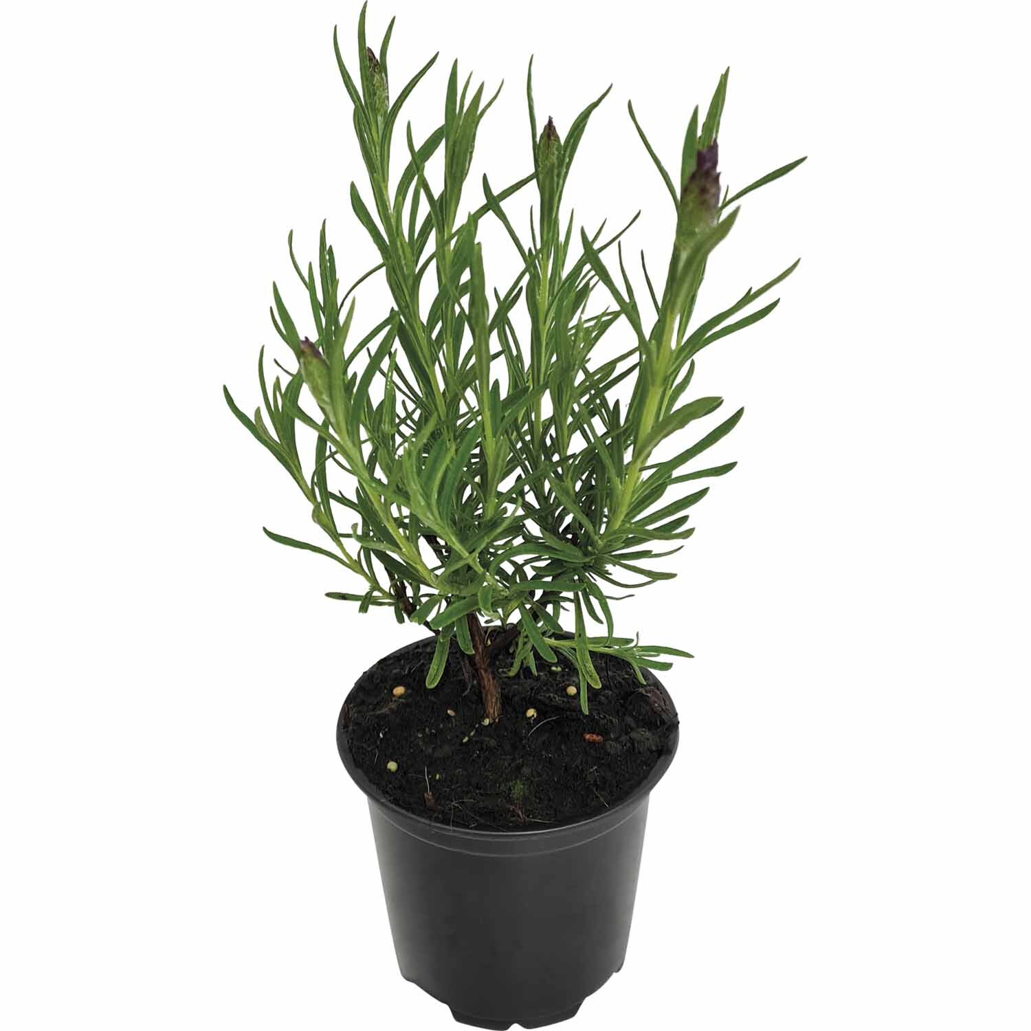 Lavender Major 10.5cm Purple | Mitre10