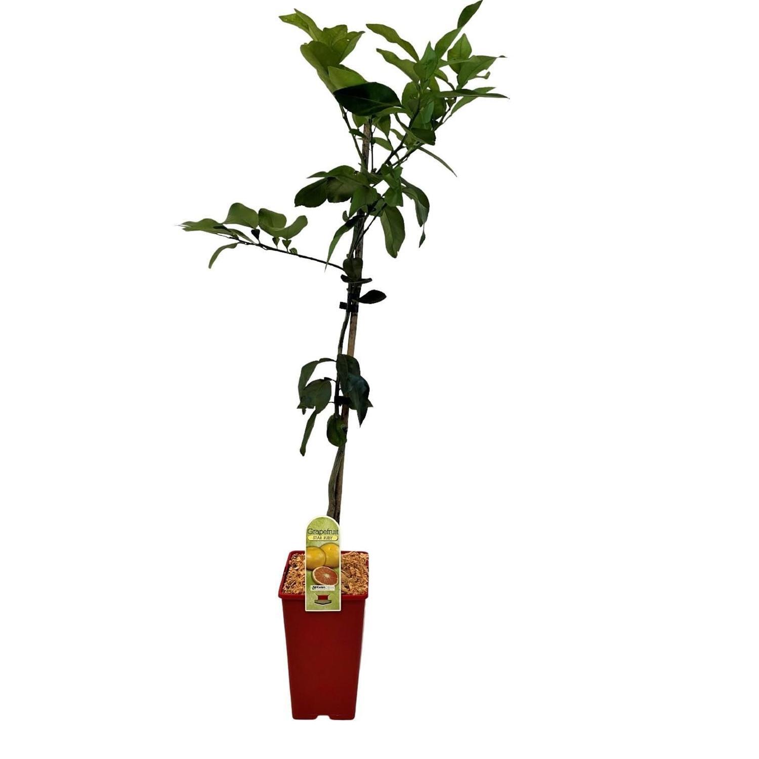 Kwan Citrus | Star Ruby Grapefruit Tree 3 Litre | Mitre10