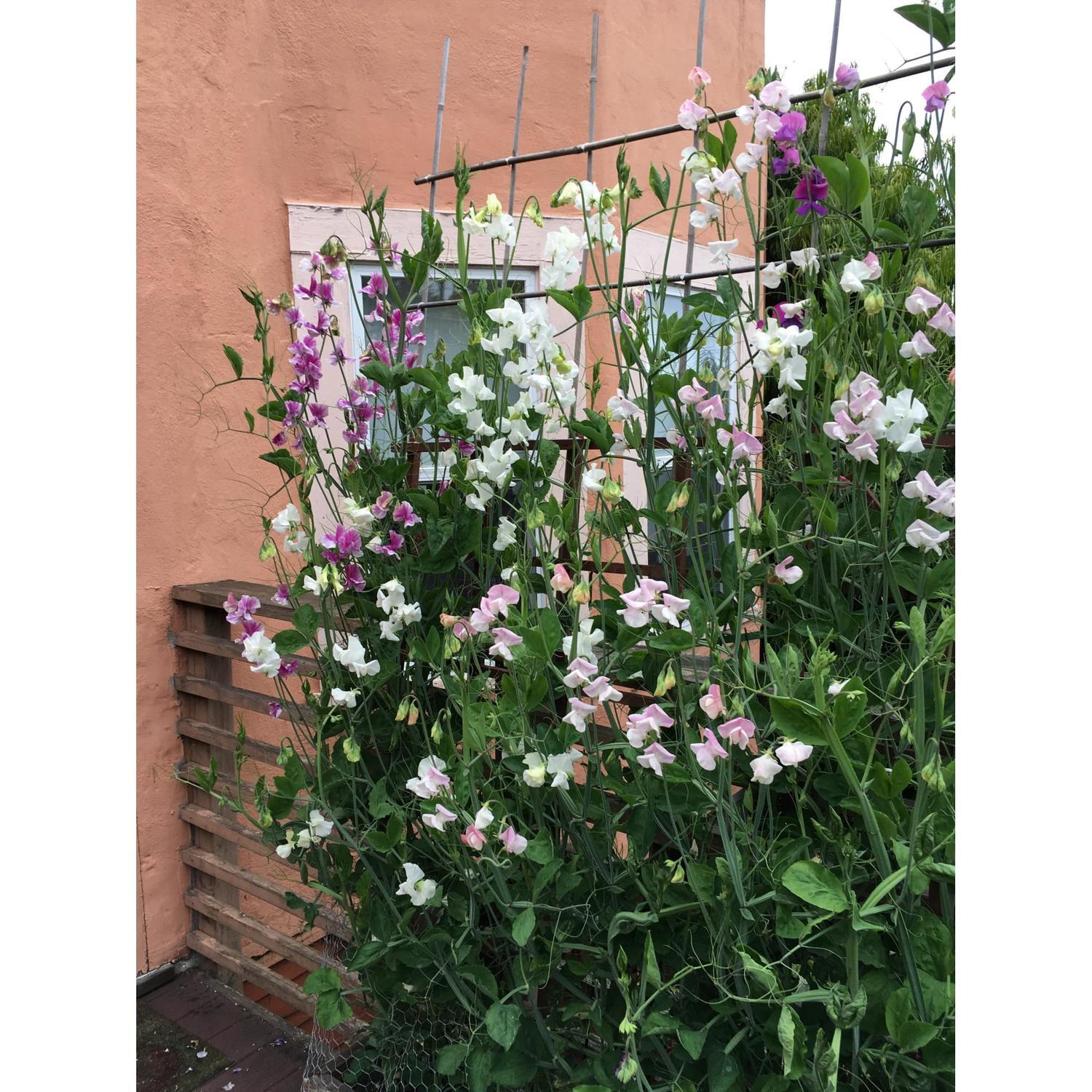 Hammet Collection | Sweet Pea Candy Floss 10cm | Mitre10