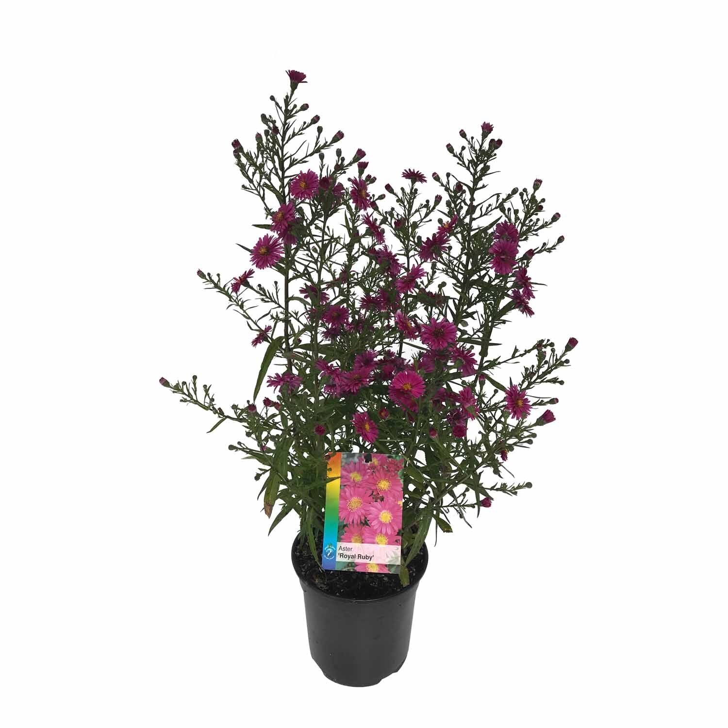 Aster Royal Ruby | Spring & Summer Perennials