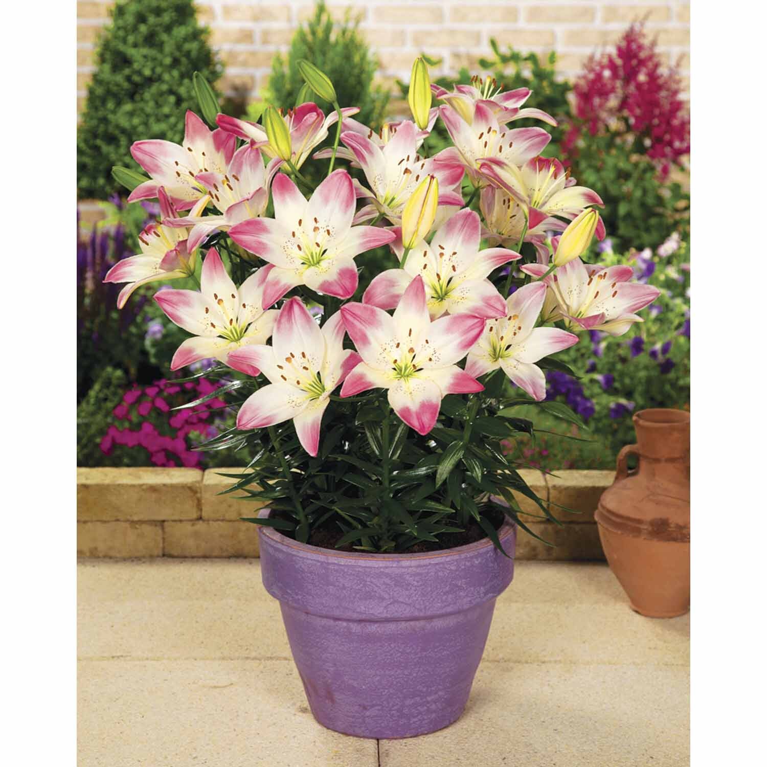 Lilium Sugar Love | Ready To Go Bulbs