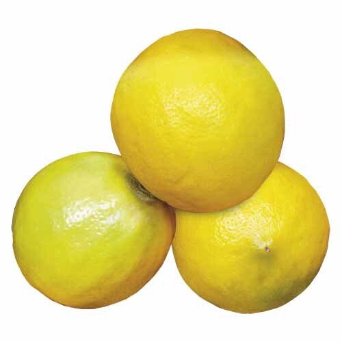 Lemon Mini Me | Citrus Trees