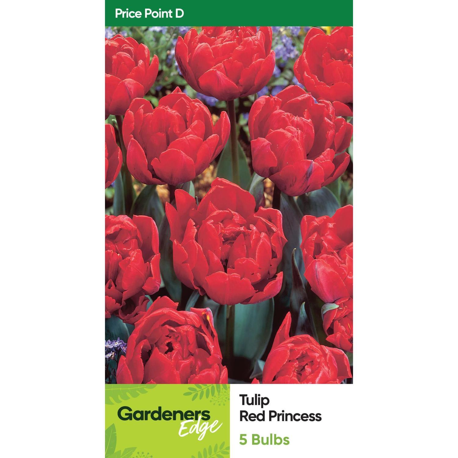 Tulip Double 'Red Princess' | Spring Flowering Bulbs