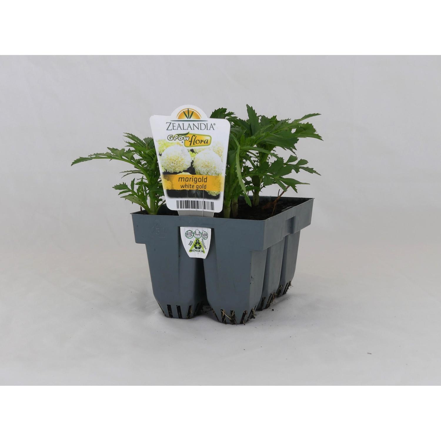 Growflora | Marigold 6 cell pack White | Mitre10