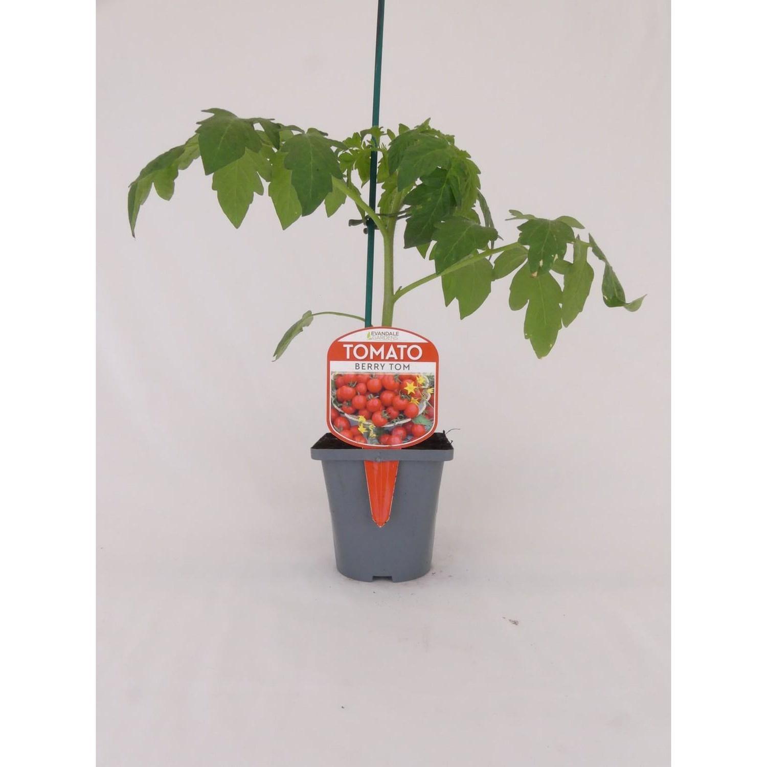 Tomato Berry Tom 1 litre | Mitre10