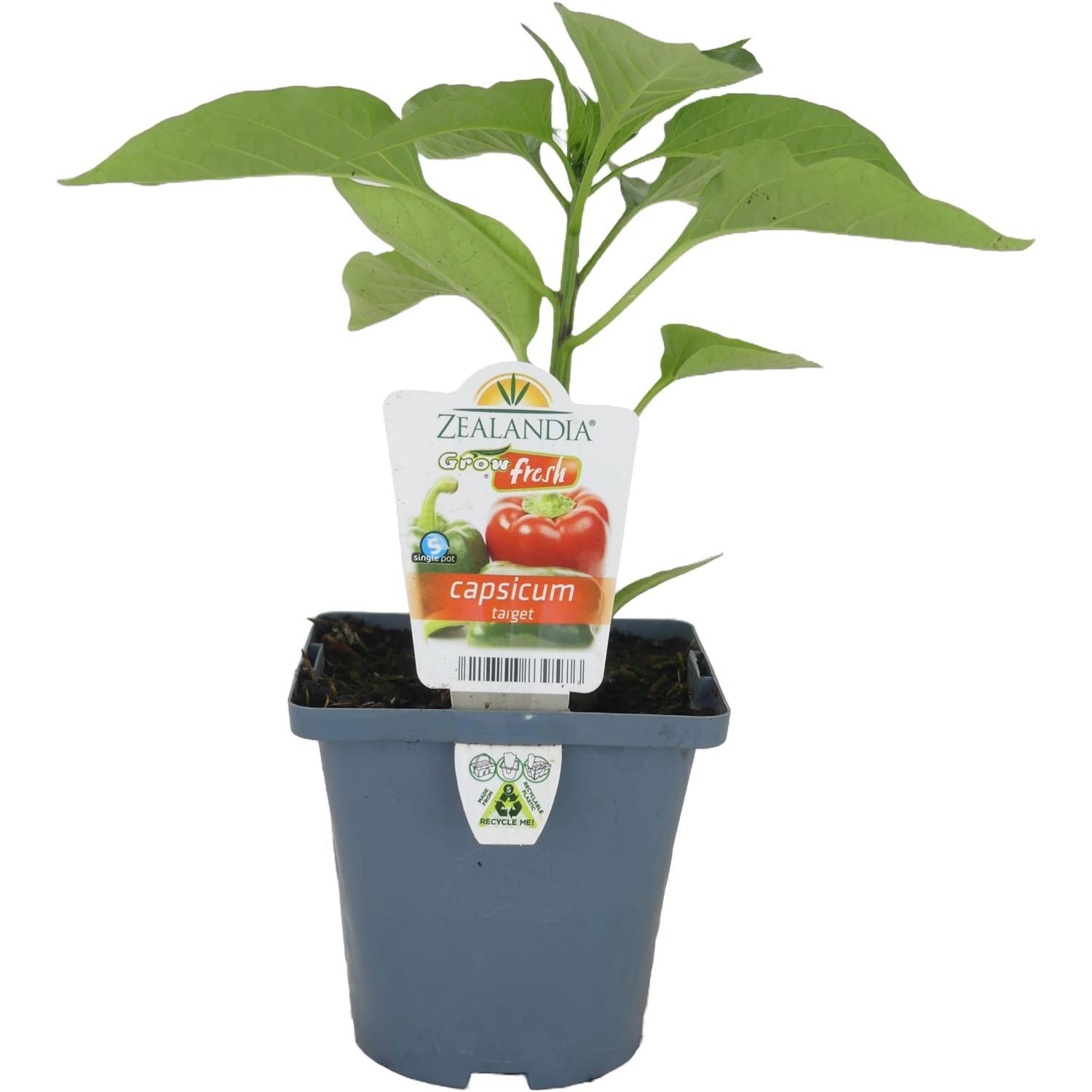 Growfresh Pot | Capsicum Target 100mm Green | Mitre10