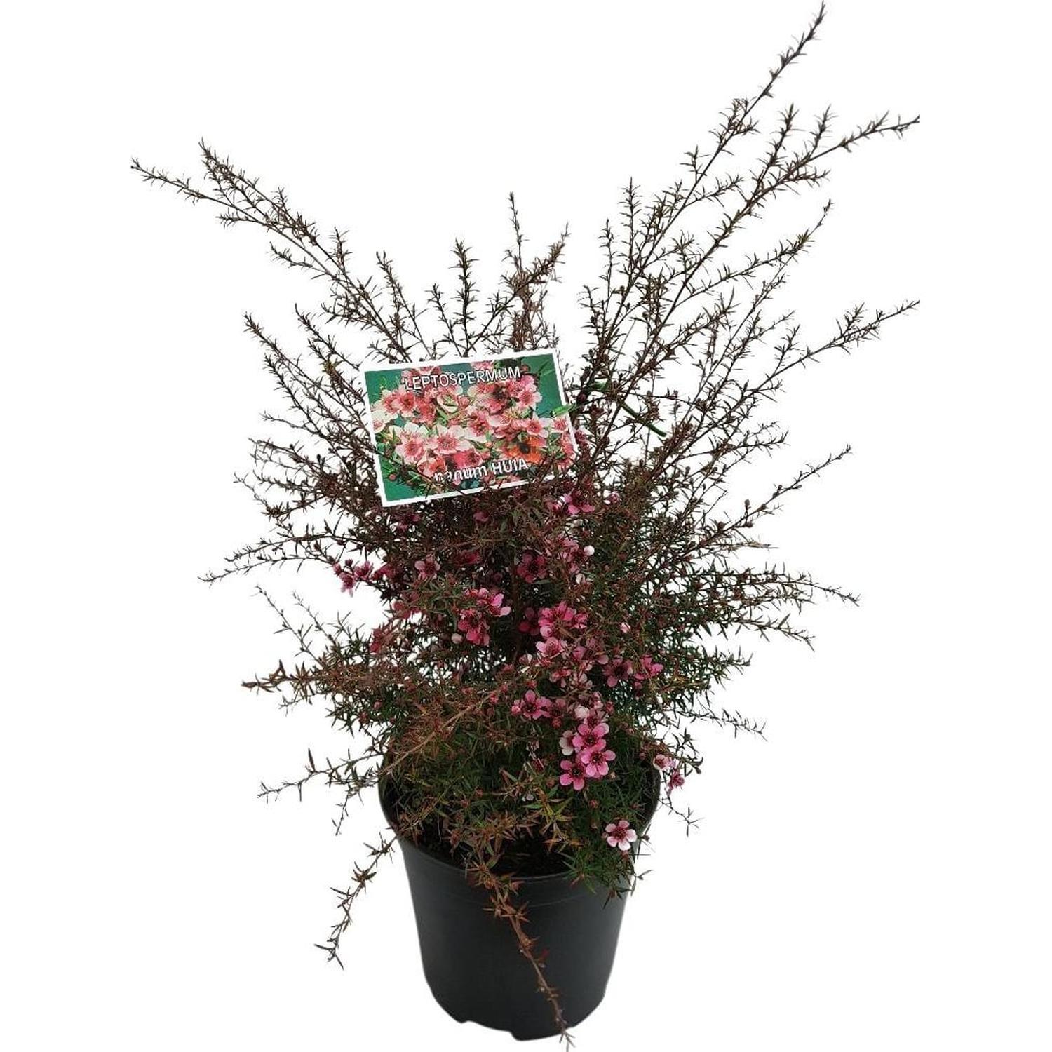 Leptospermum Huia | New Zealand Natives