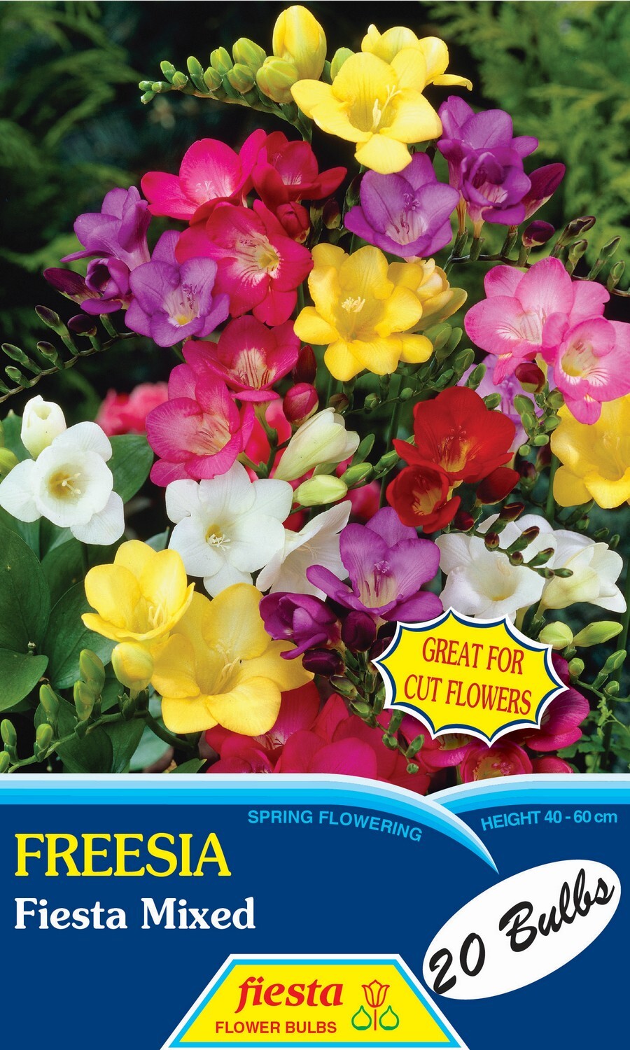 Freesia Fiesta Mixed 20 Pack | Spring Flowering Bulbs