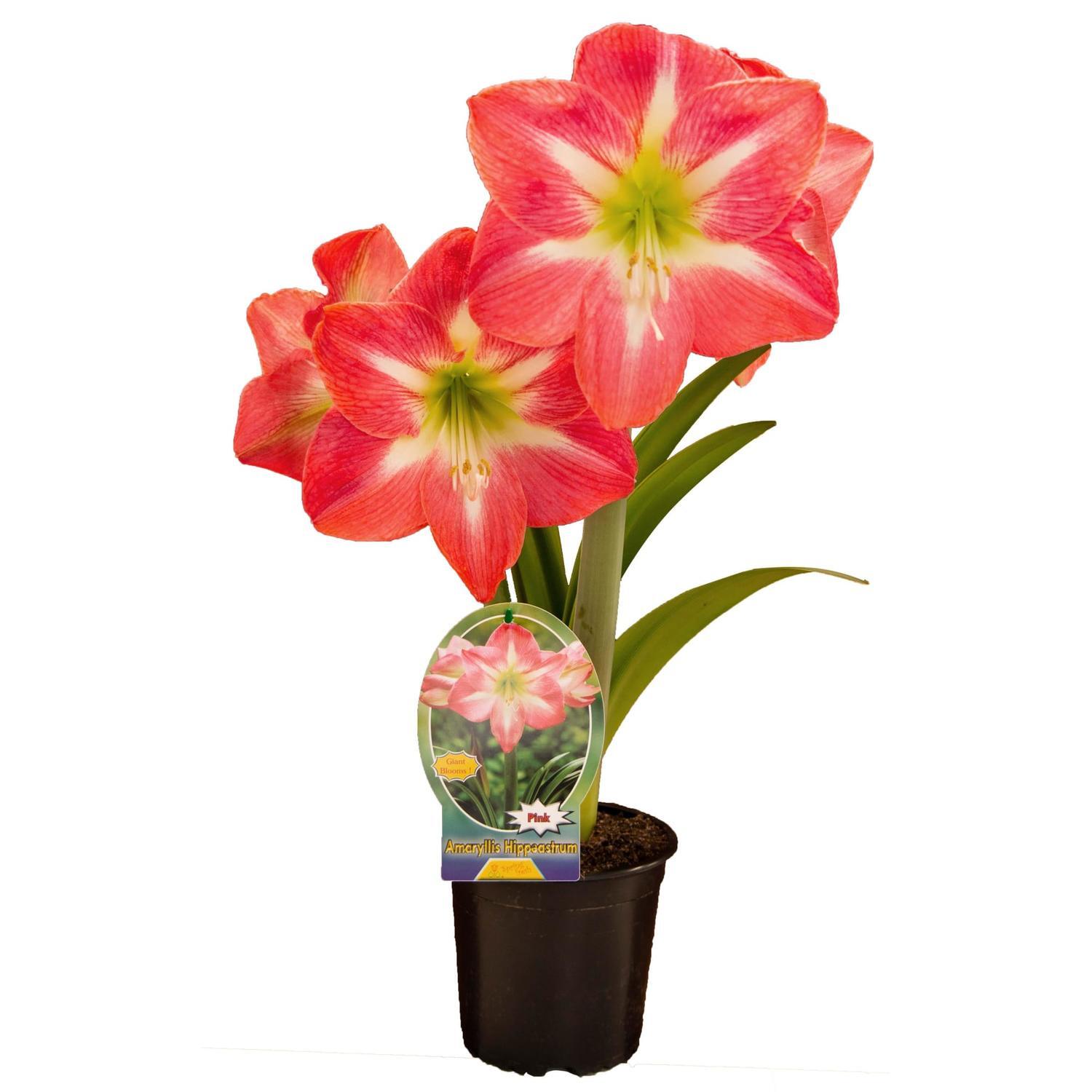 Amaryllis Hippeastrum Pink Plain 15cm | Ready To Go Bulbs