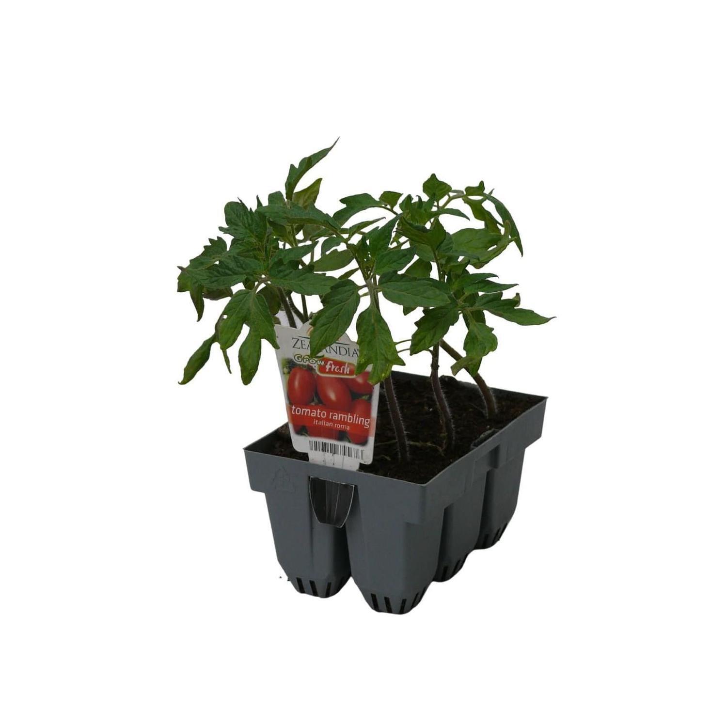 Growfresh | Tomato Rambling Italian Roma Pack of 6 | Mitre10
