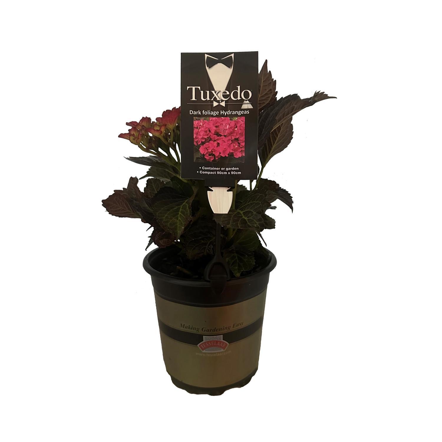 Tesselaar | Hydrangea Tuxedo Pink 2.5 Litre | Mitre10