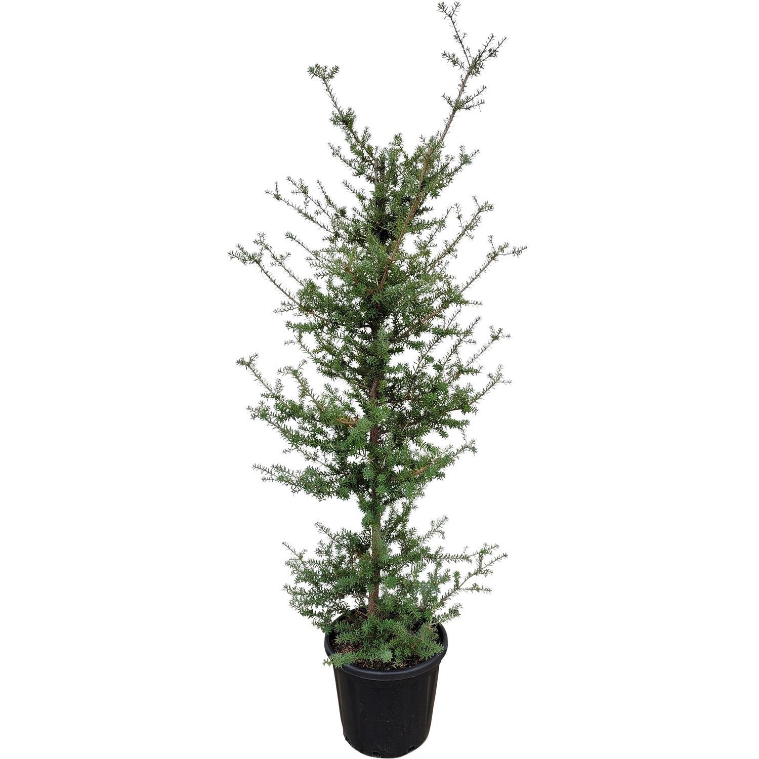 Landscape Stars | Podocarpus Totara Matapouri Blue 30 litre | Mitre10