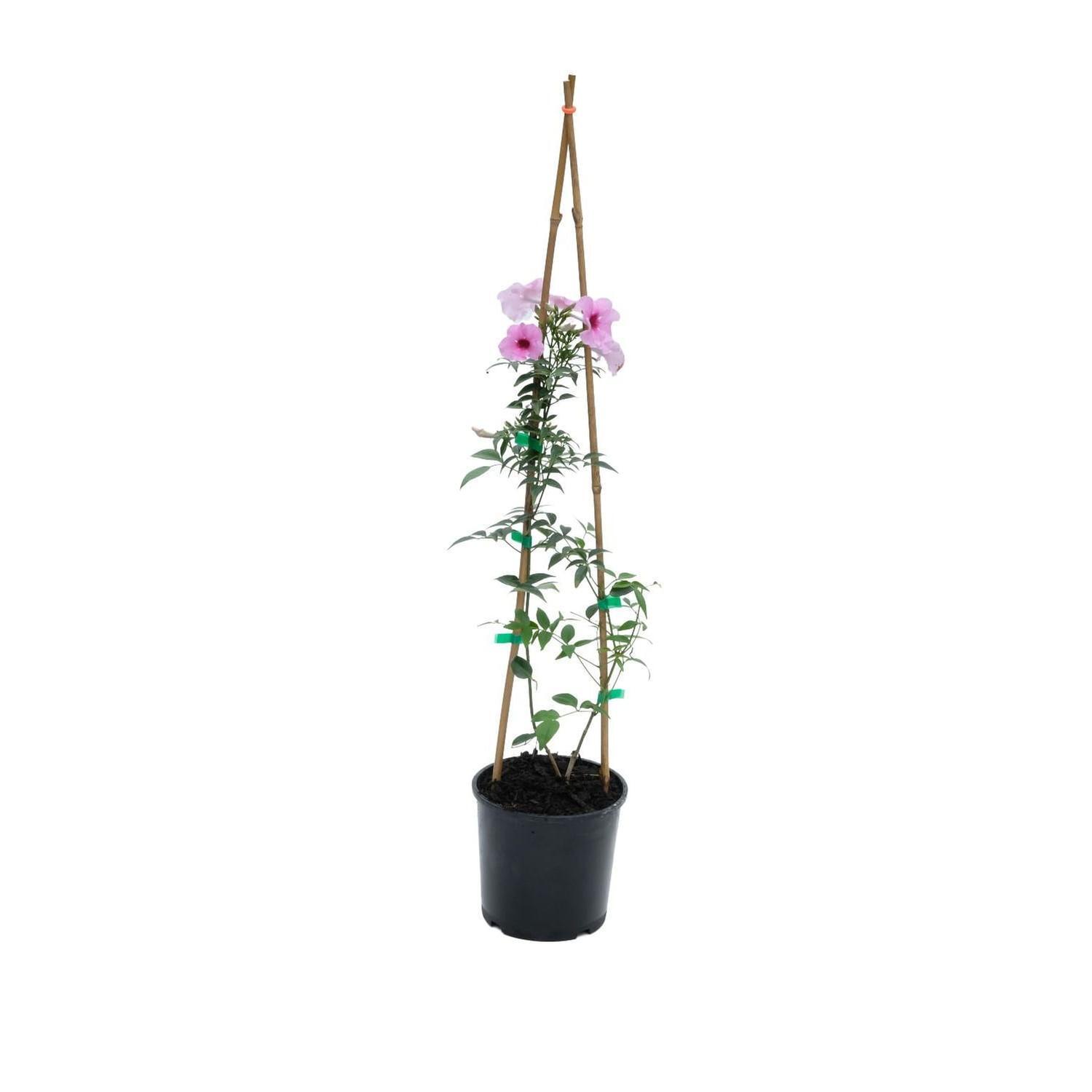 Pandorea Pink Magic 2.5 Litre | Mitre10