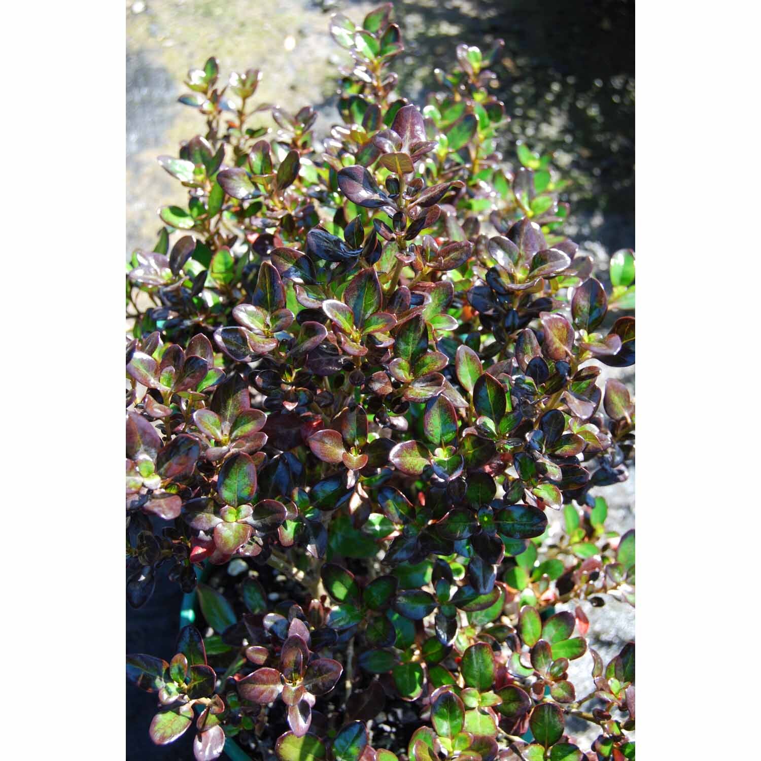 Coprosma Karo Red | New Zealand Natives