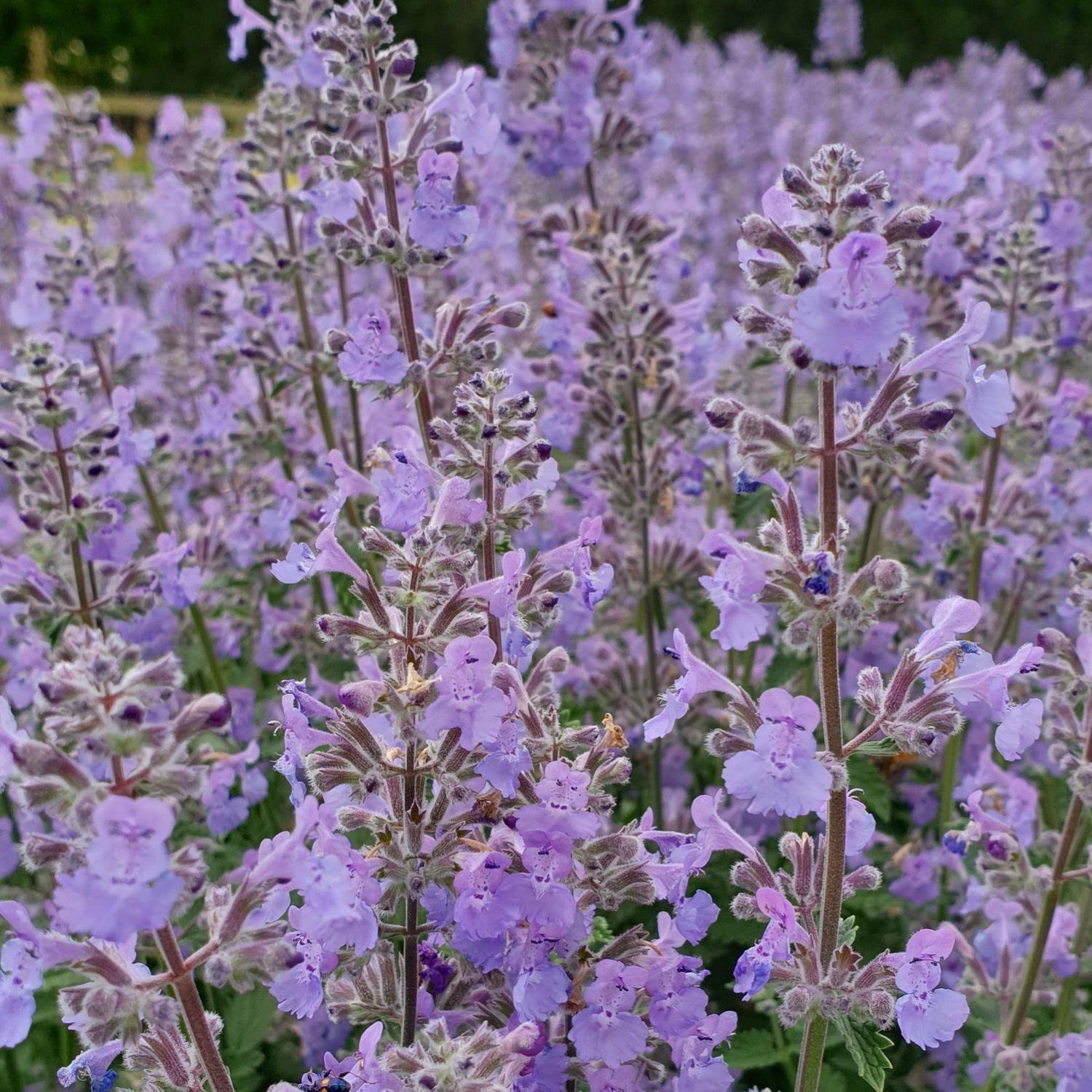 Nepeta Catmint | Spring & Summer Perennials