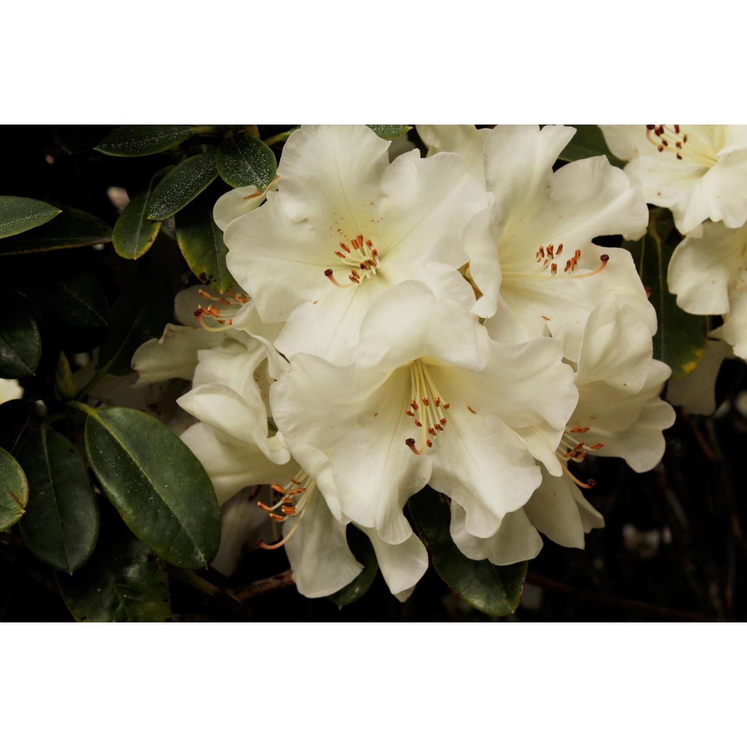 Rhododendron Unique 6 litre | Mitre10