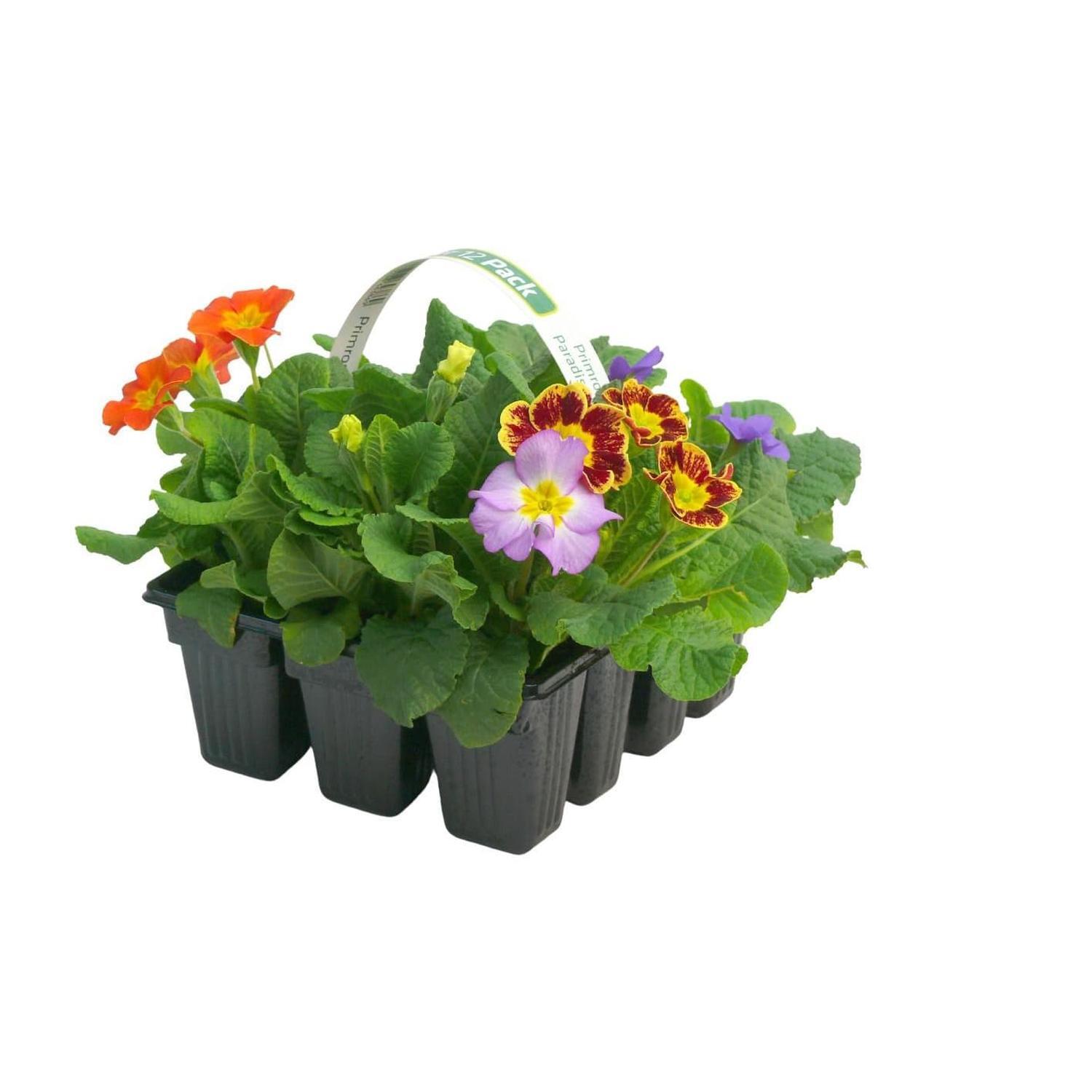 Super 12 | Primrose Paradise Mix | Mitre10