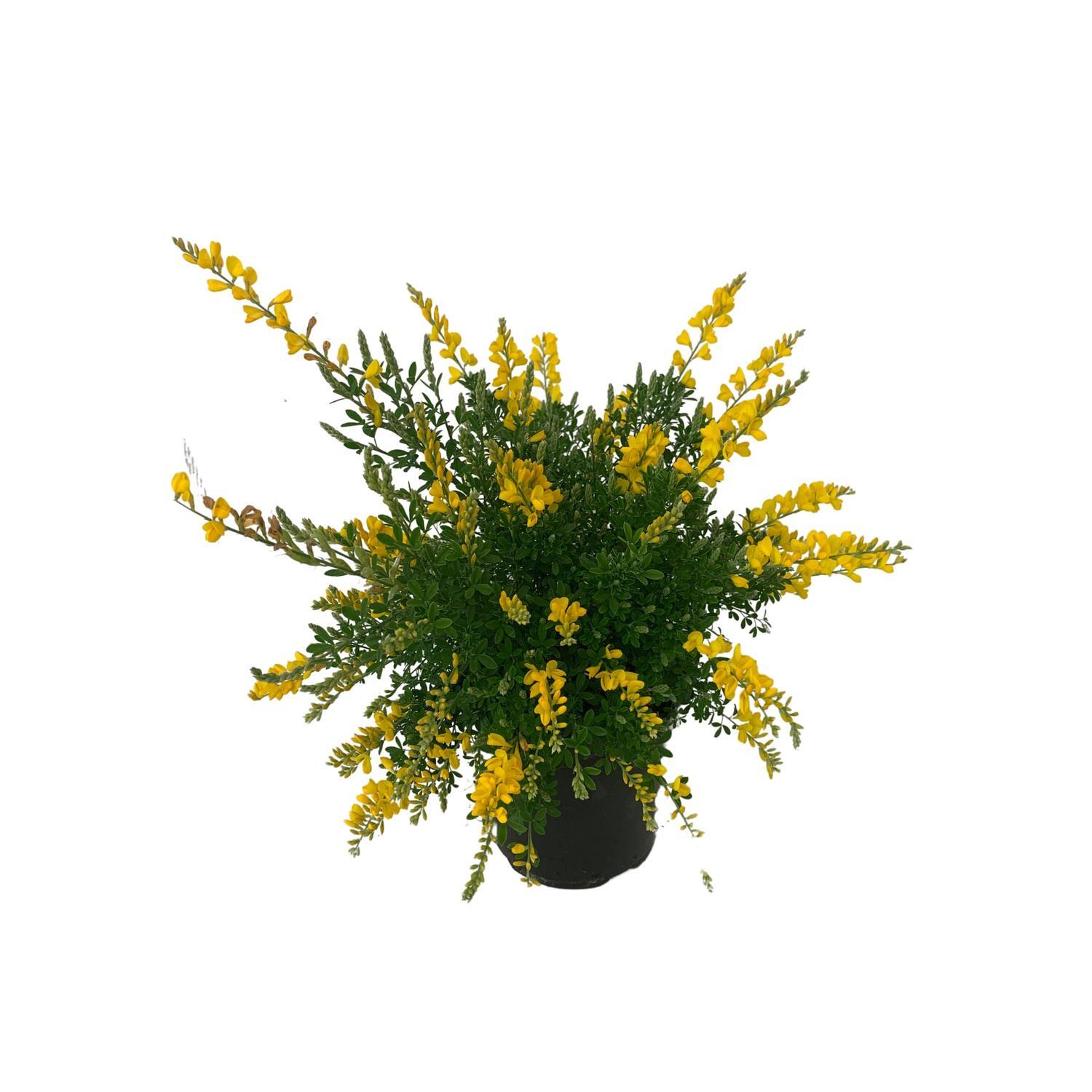 Genista Yellow Imp 2.5 litre Yellow | Mitre10