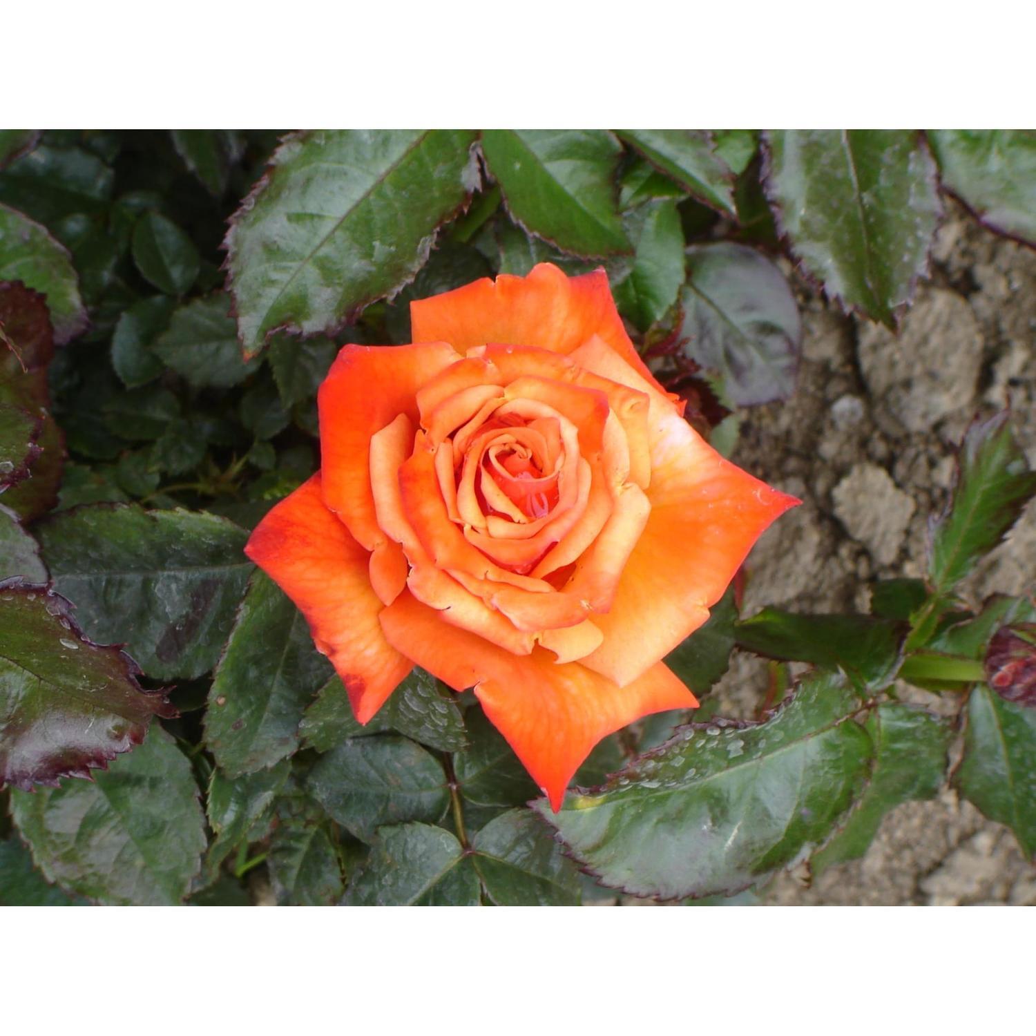 Southern Roses | Rose Bush Remember Me 4.7 litre | Mitre10