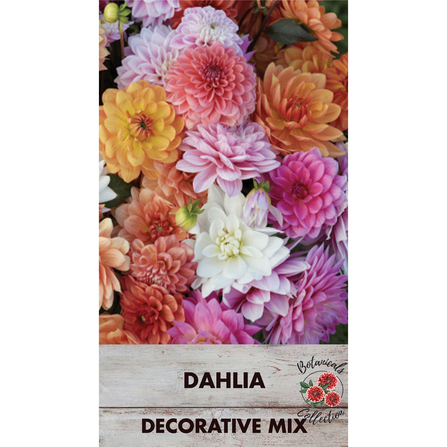 Gardeners Edge | Dahlia Decorative Mix Pack of 3 Mixed | Mitre10