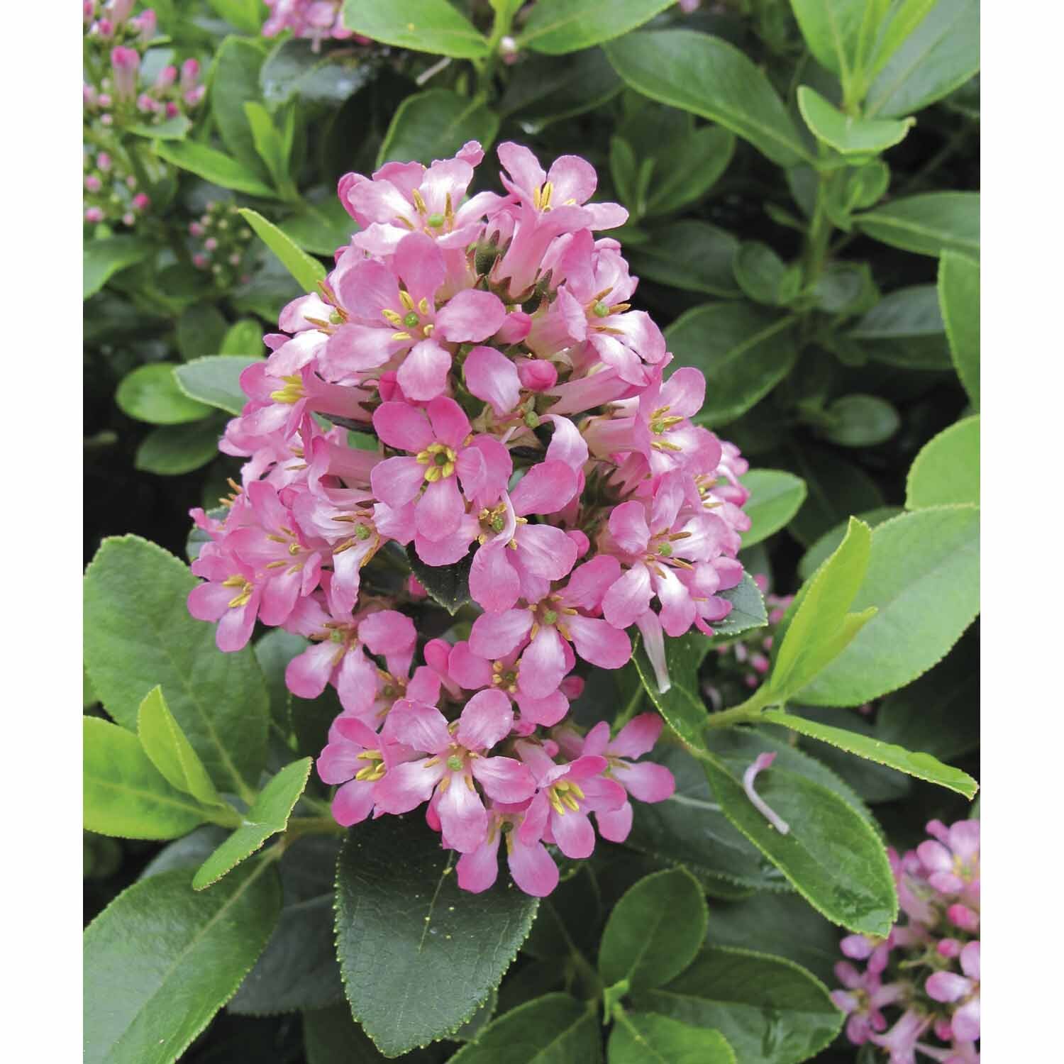 Escallonia Pink Elle | Shrubs Flowering