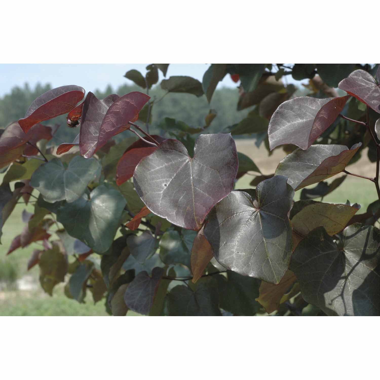 Cercis canadensis 'Merlot' PB 18 | Mitre10