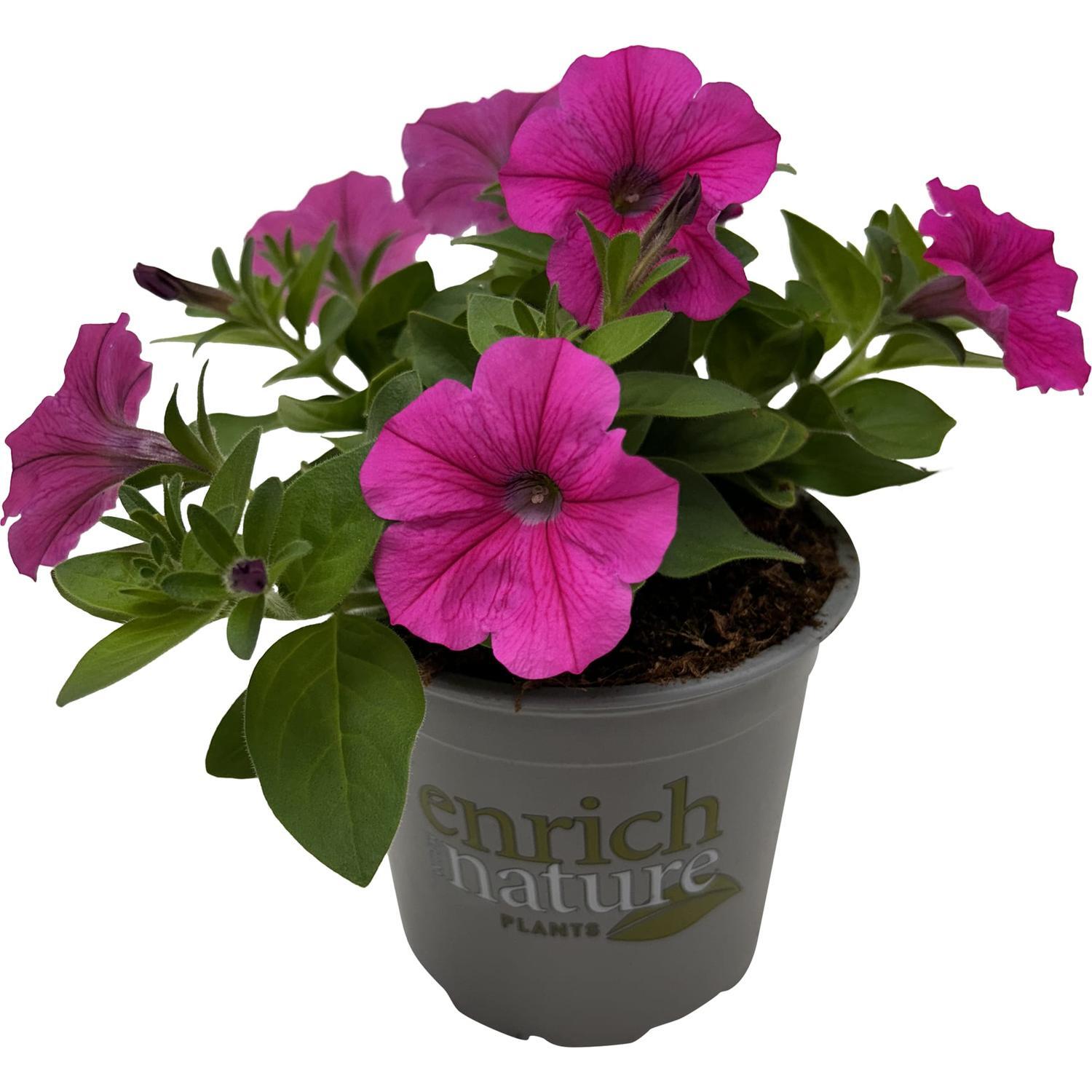 Enrich with Nature | Petunia Durabloom 13cm Assorted | Mitre10