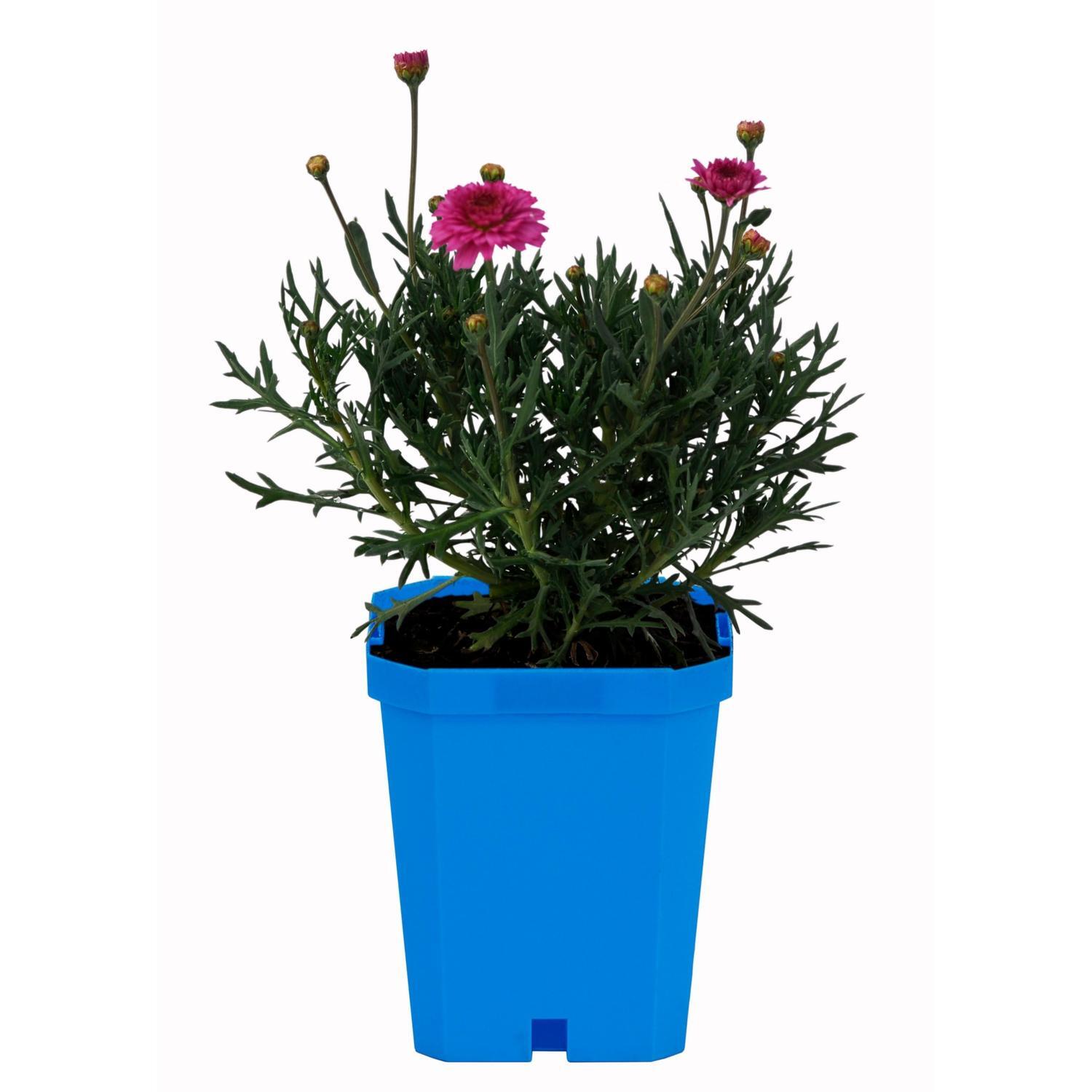 Federation Daisy Sugar Cheer 90mm Pink | Mitre10