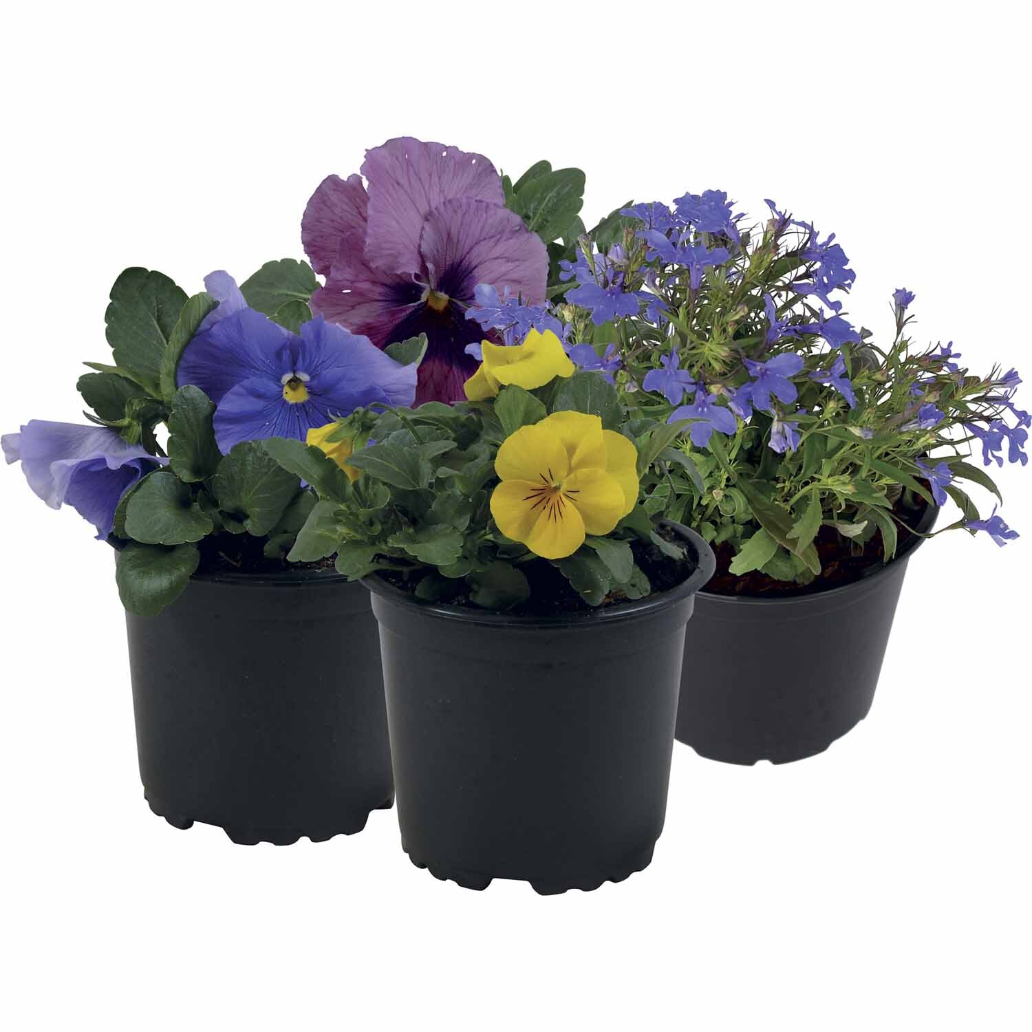 Potted Colour 100mm Assorted Varieties | Mitre10