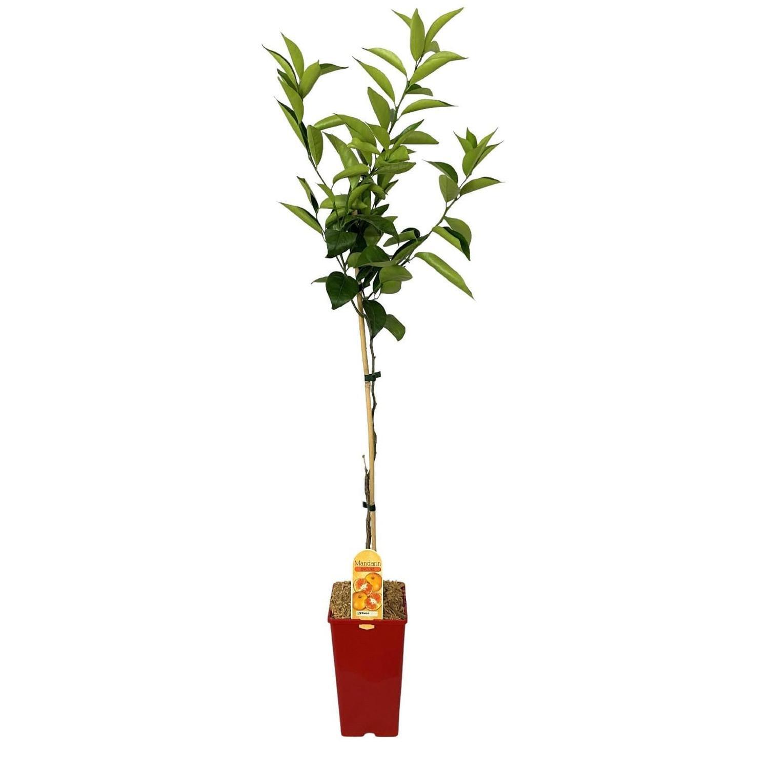Encore Mandarin | Citrus Trees