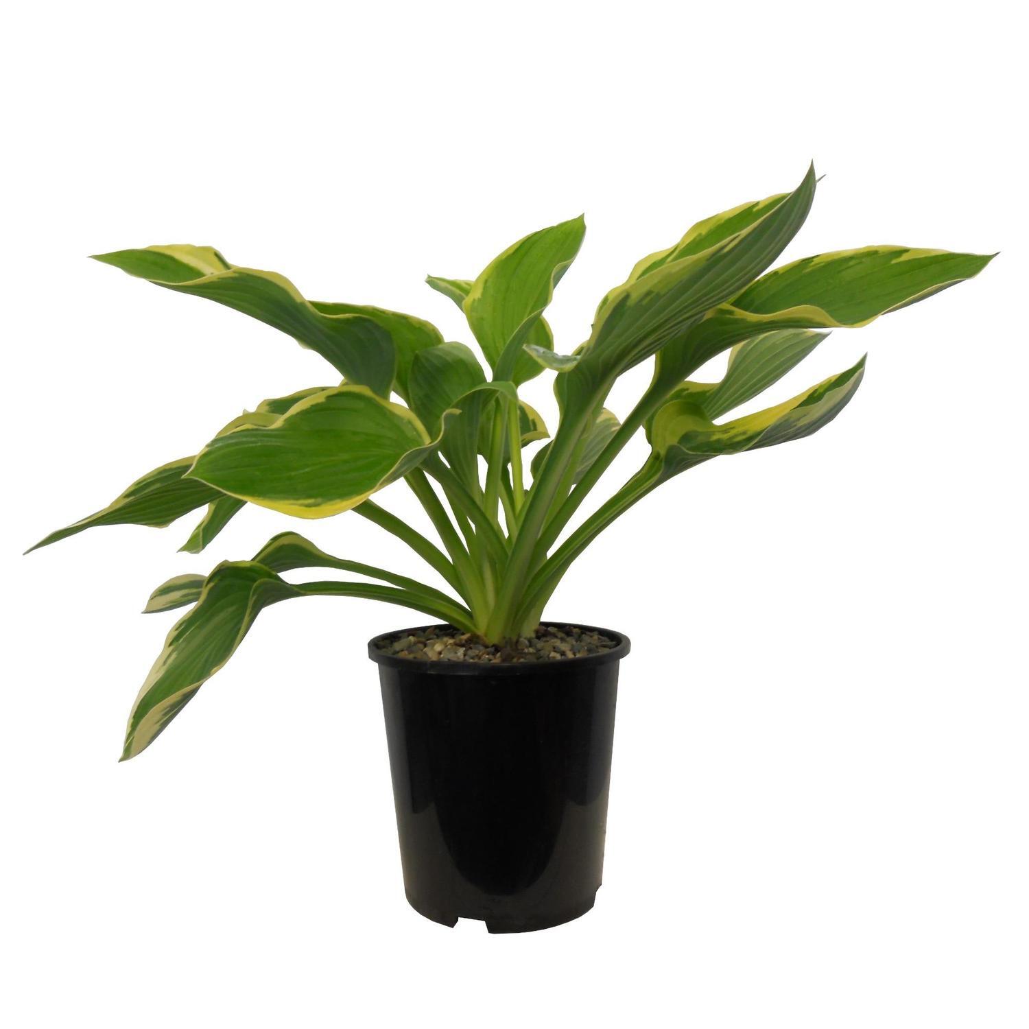 Hosta Ellerbroek 2 Litre | Mitre10