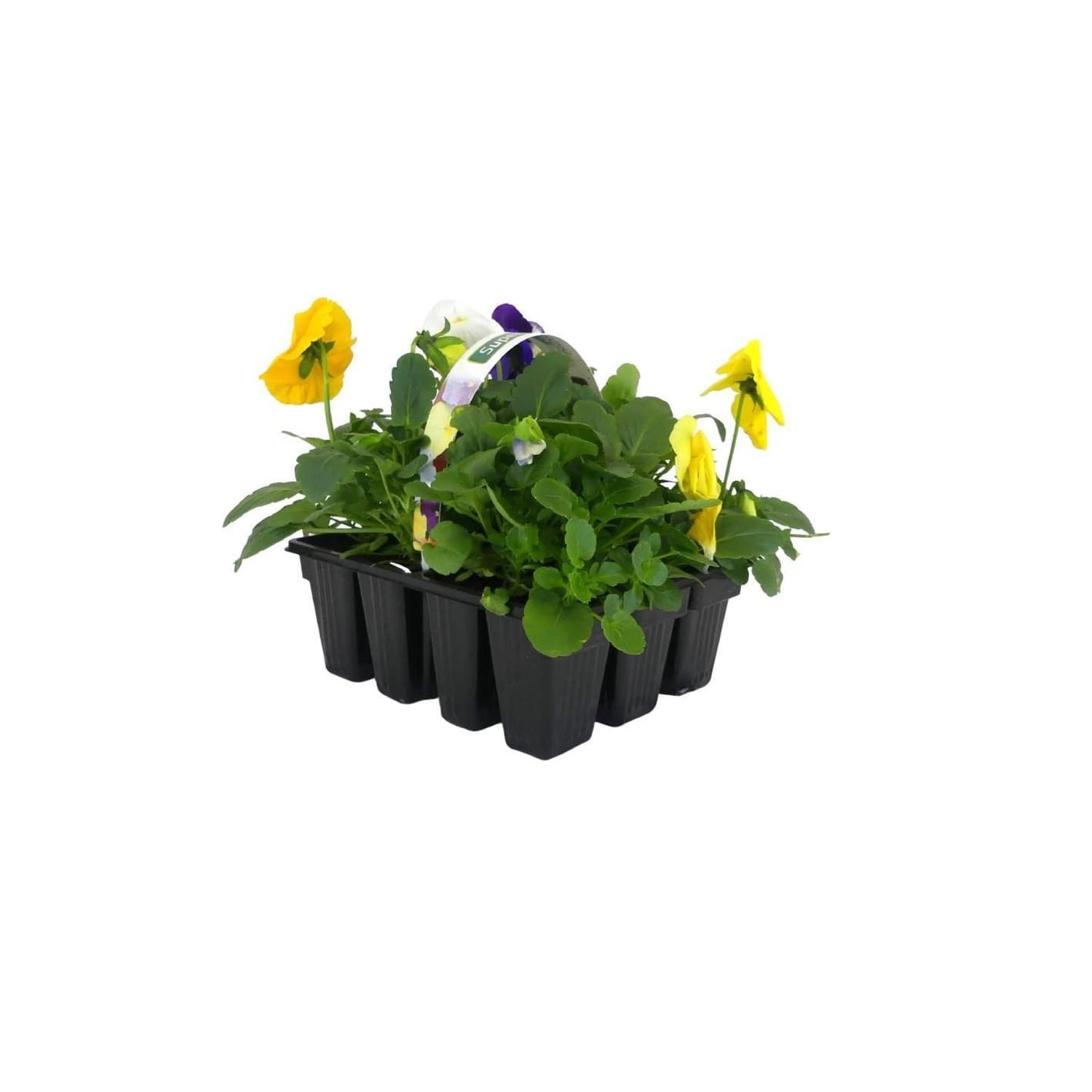 Super 12 | Pansy Patiola Mix 12 Pack Assorted | Mitre10