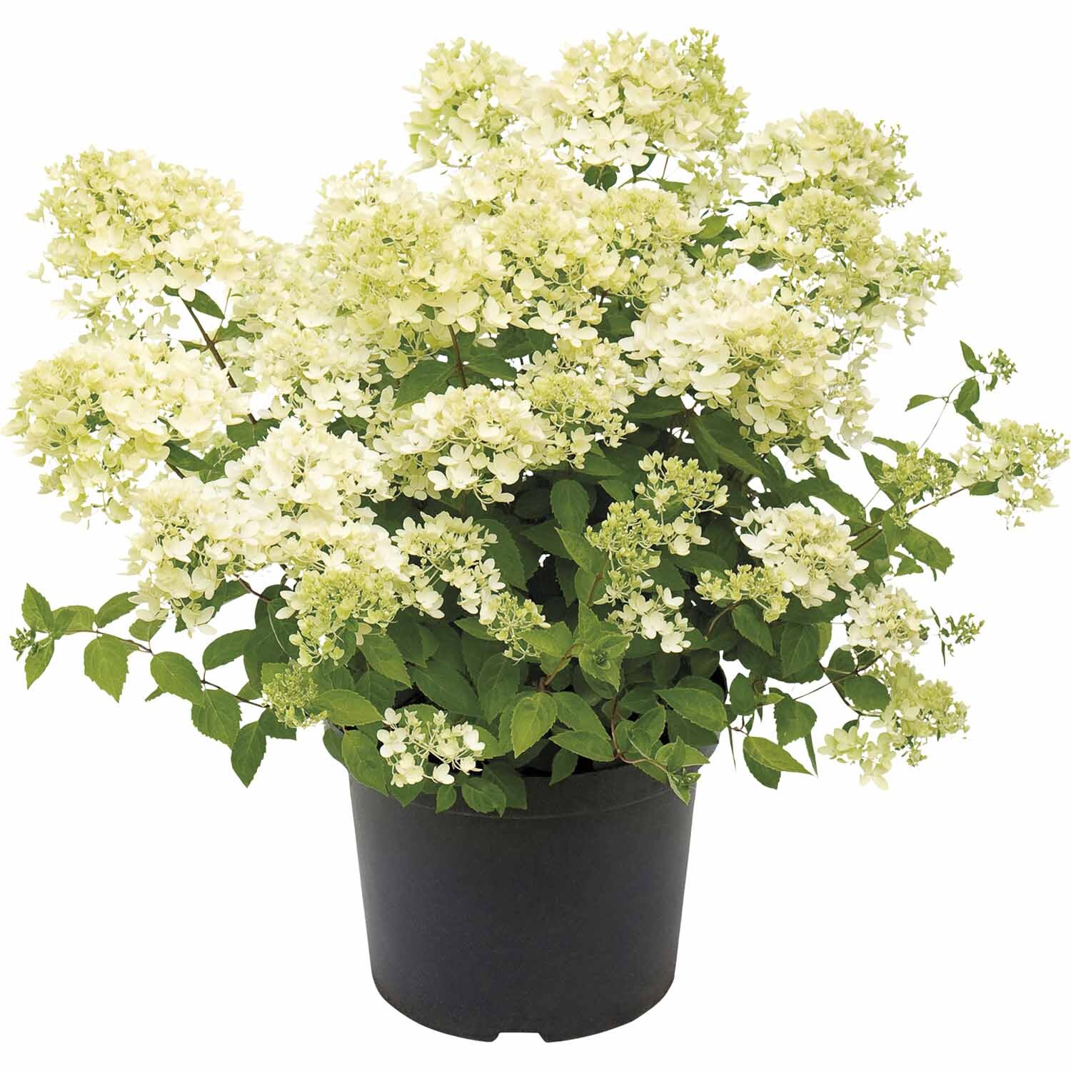 Robinson's Nursery | Hydrangea Bombshell 2.4 litre | Mitre10