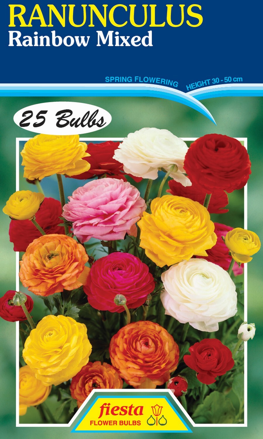 Ranunculus Rainbow Mixed 25 Pack | Spring Flowering Bulbs