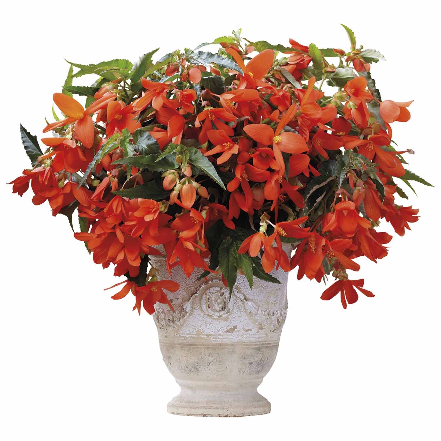 Begonia Waterfall | Spring & Summer Perennials