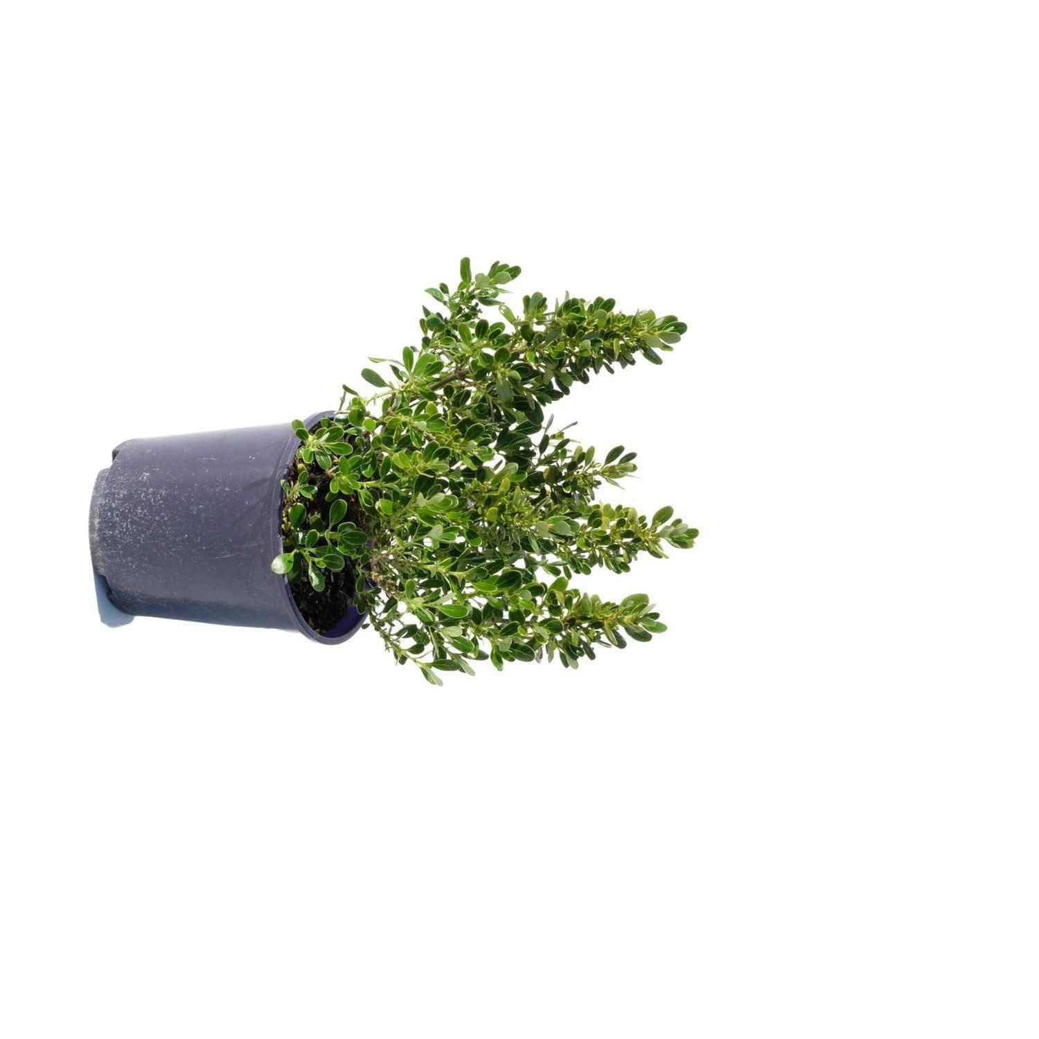 Coprosma Iti Green | Mitre10