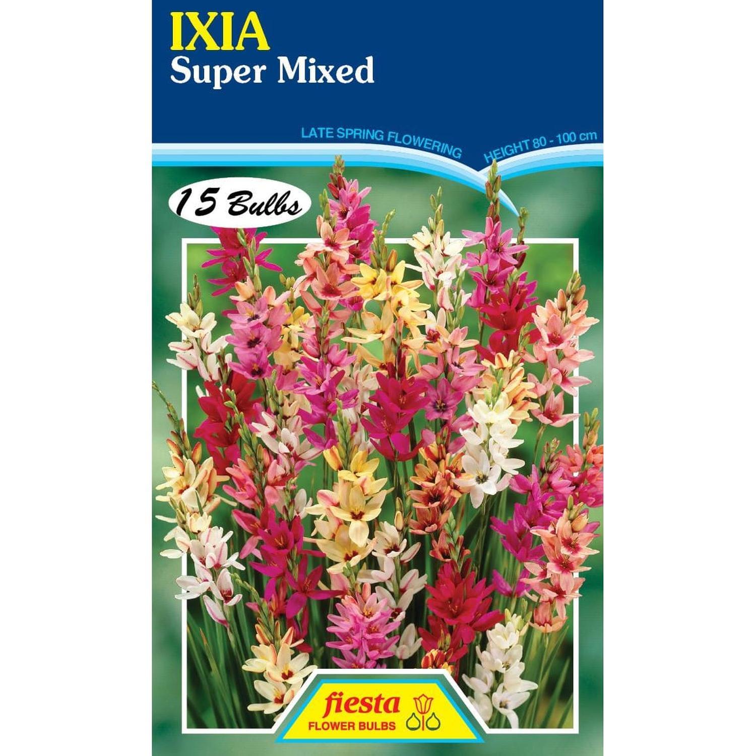 Ixia Super Mixed 15 Pack | Spring Flowering Bulbs