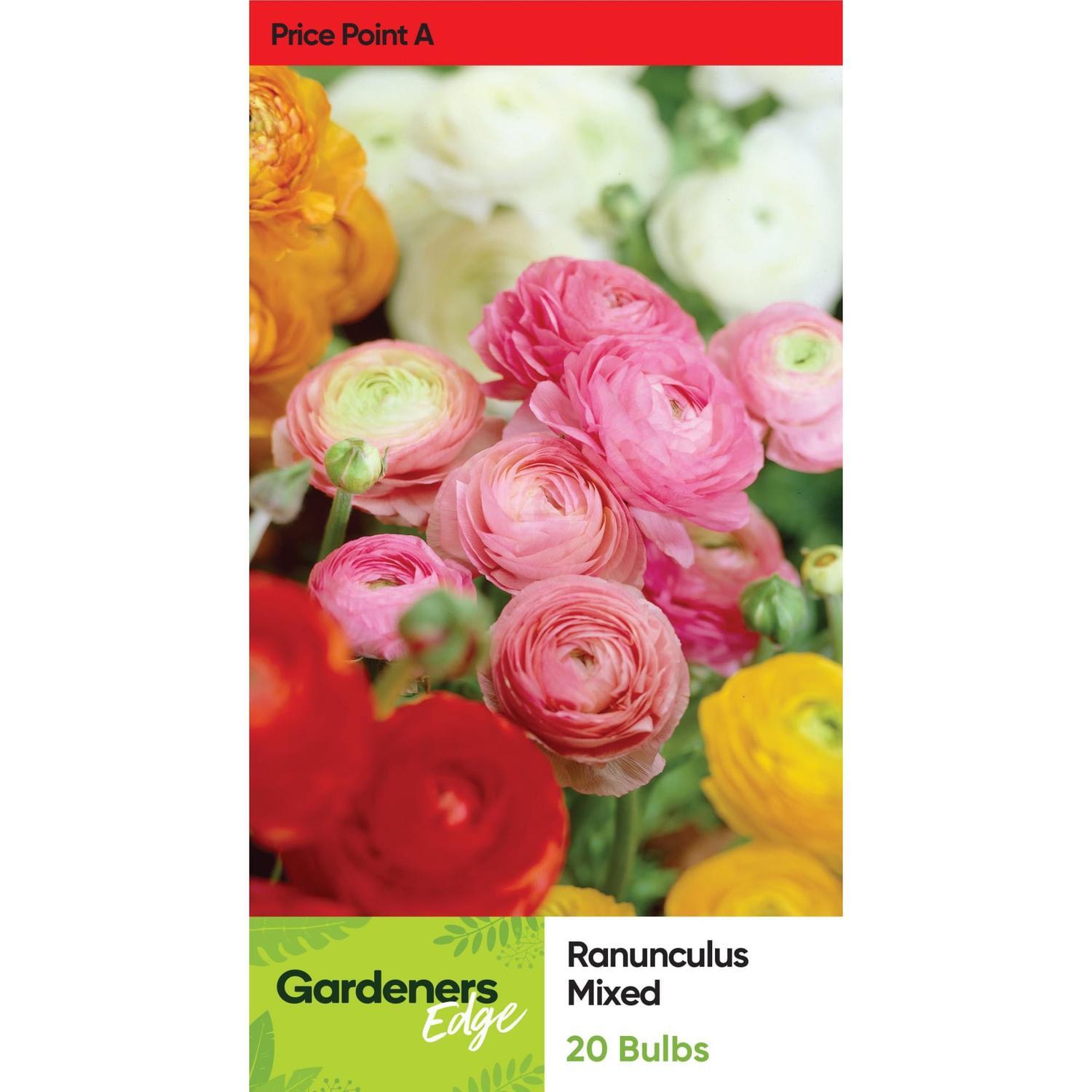 Gardeners Edge | Ranunculus 'Mixed' Pack of 20 Mixed | Mitre10