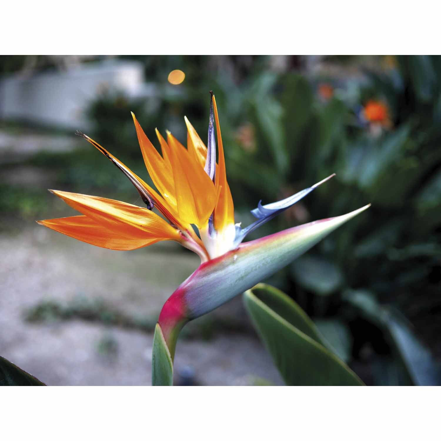 Strelitzia Reginae | Subtropical Trees, Shrubs & Plants