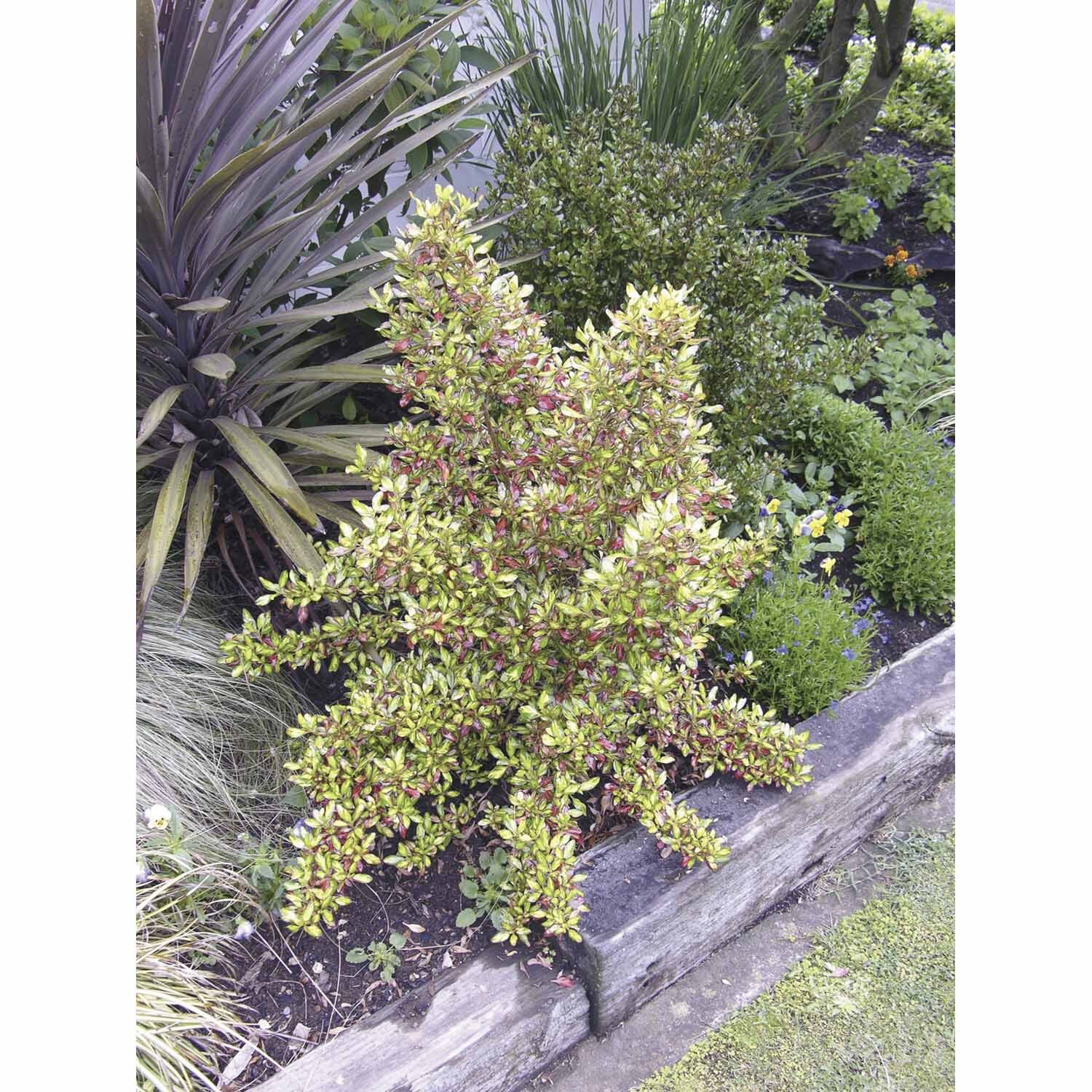 Coprosma Evening Glow | New Zealand Natives
